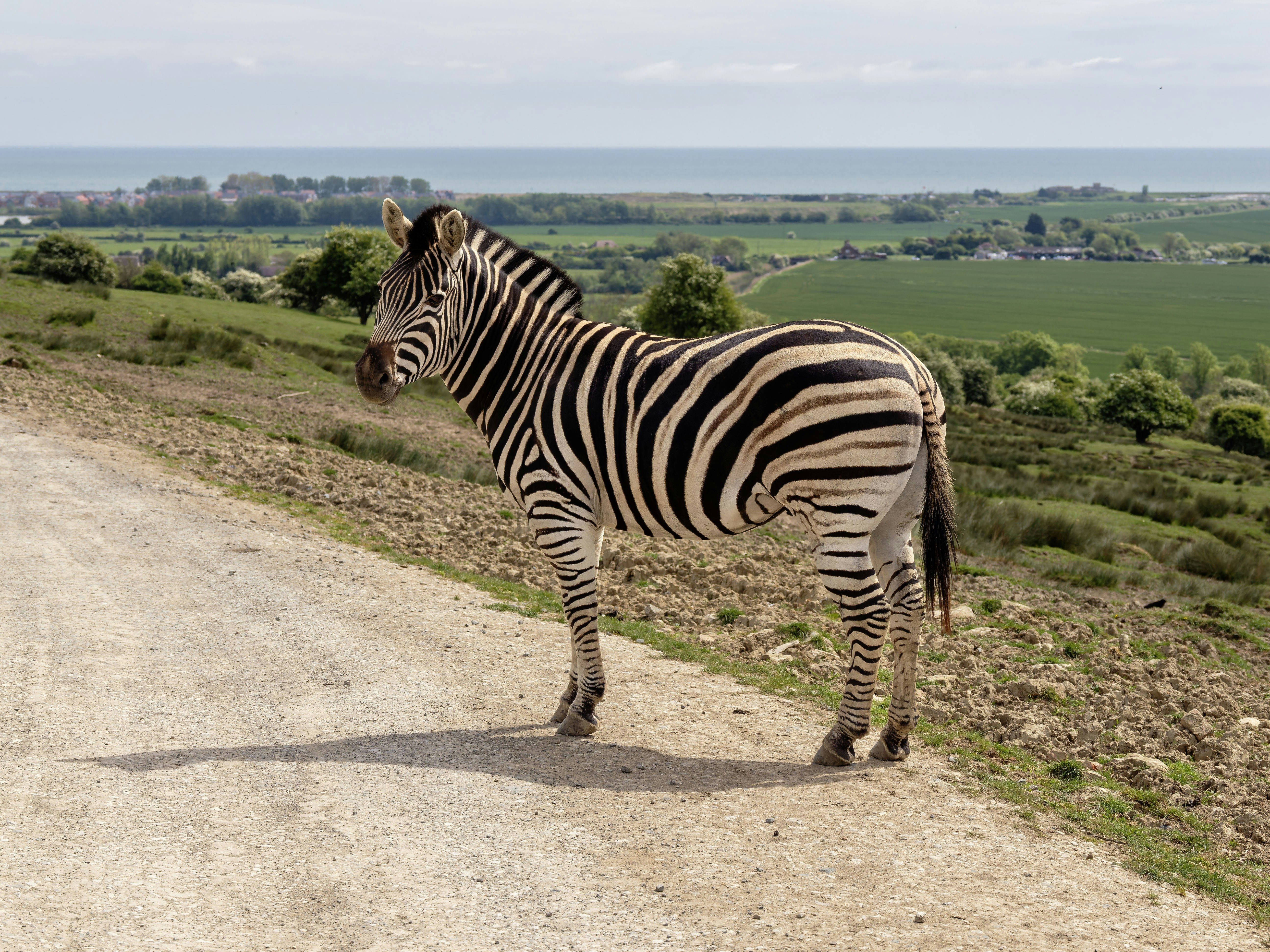 Zebra on a Dusty Road Overlooking Rolling Countryside