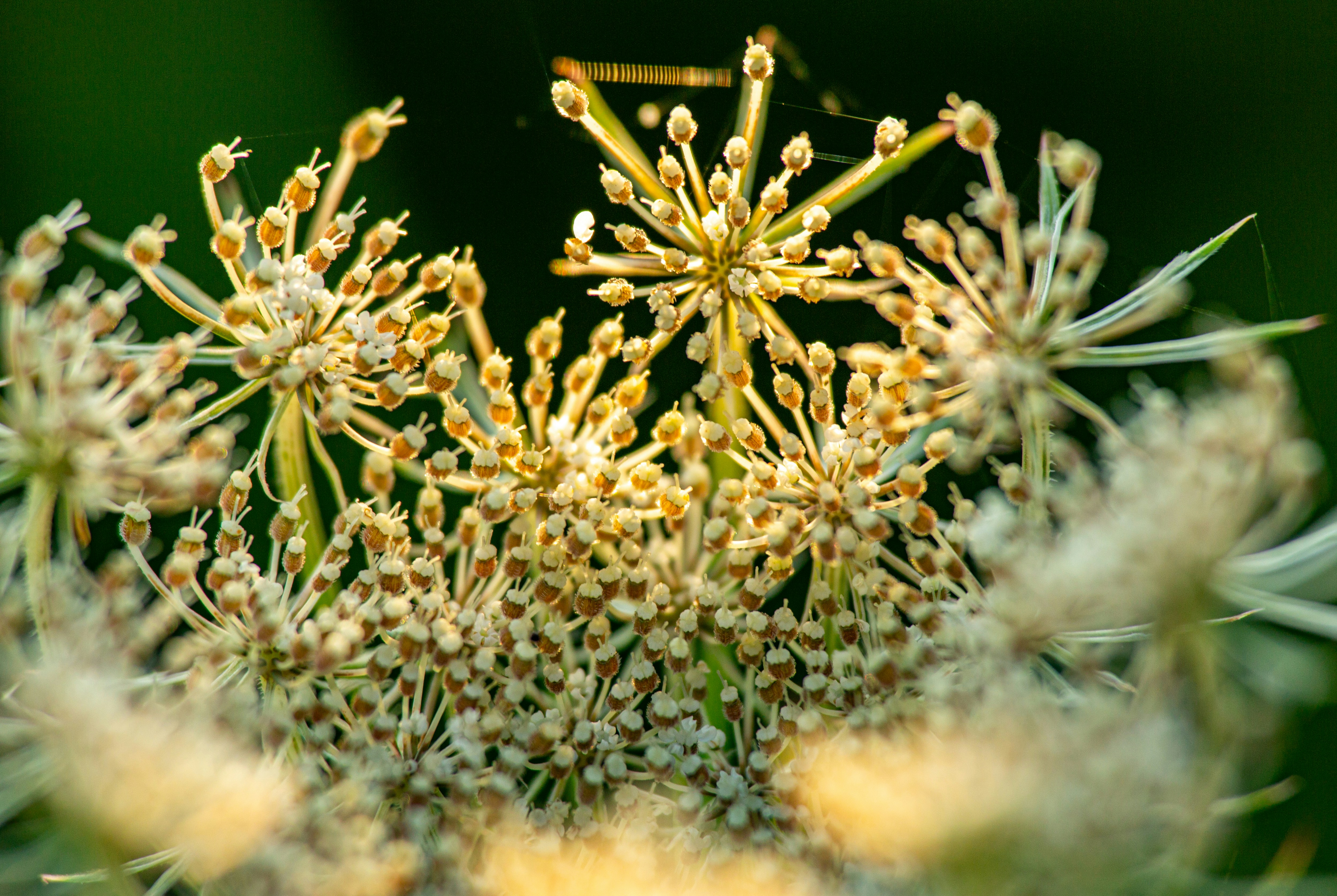 Dawn of Dandelion Clusters: A Soft Macro Bloom