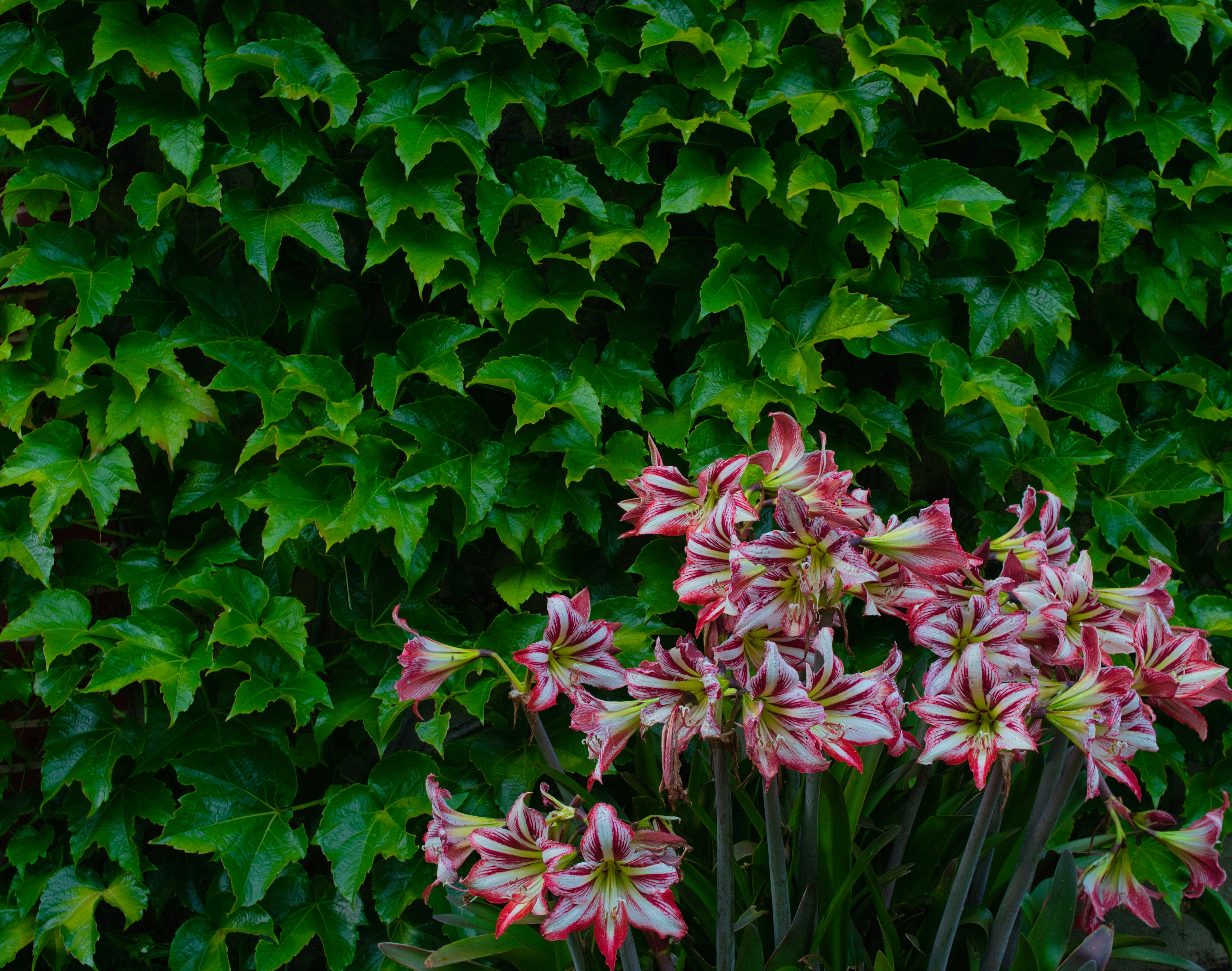 Flush of Pink in a Forest of Green