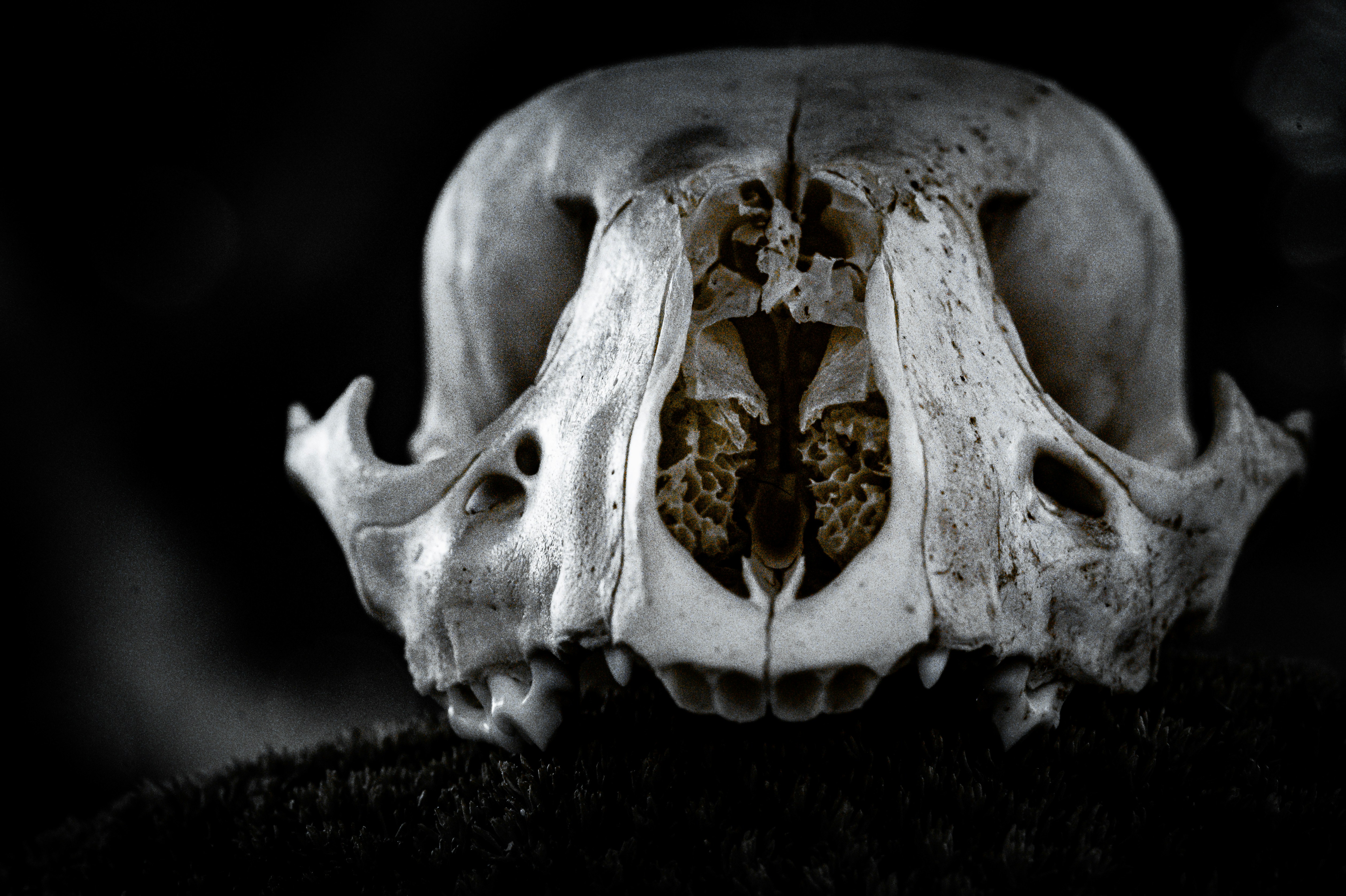 Midnight Skull: A Silent Gaze from the Dark