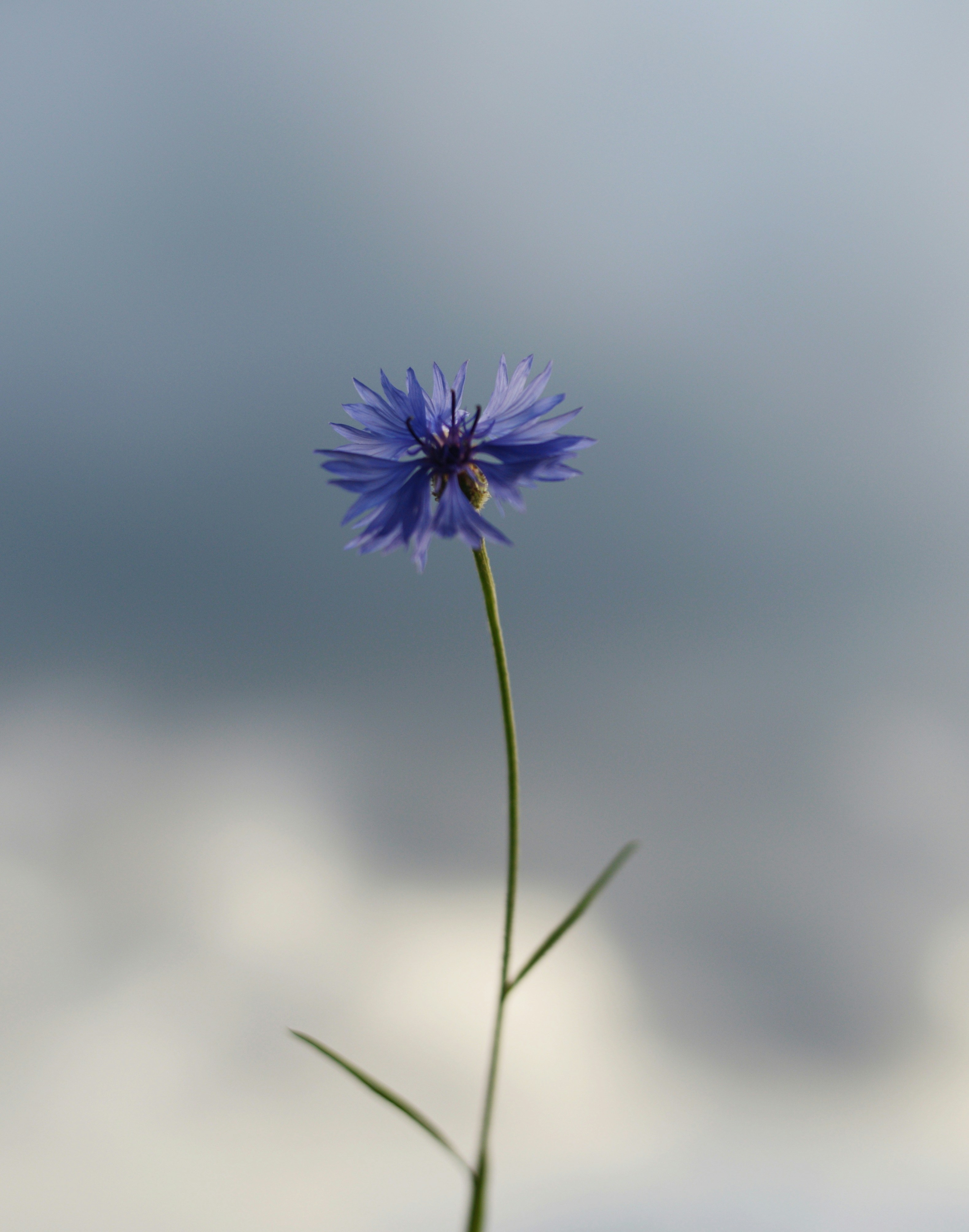 Against the Sky: A lone blue cornflower Reaching Toward the Light