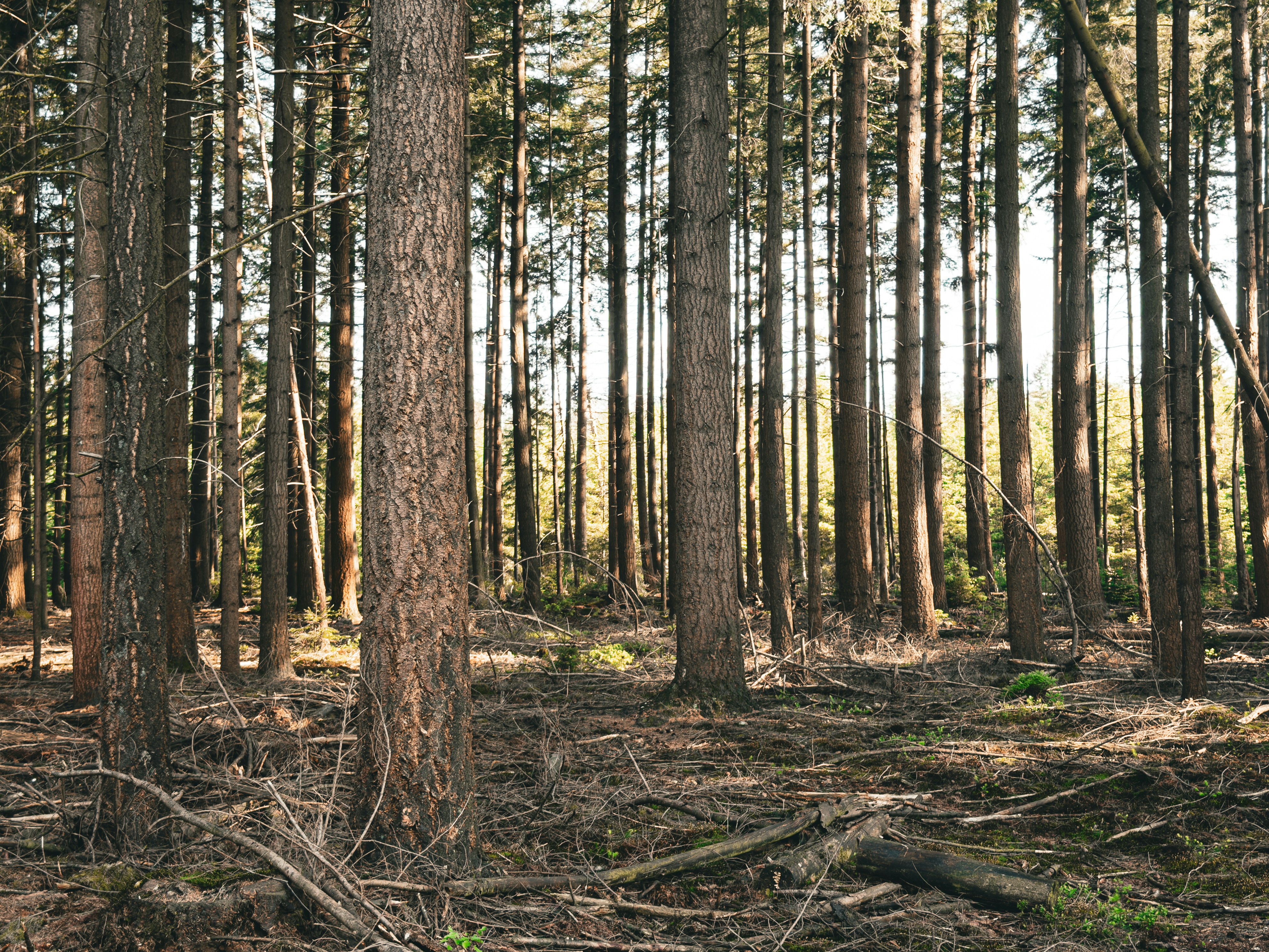 Sunlit Corridor: Quiet Pines in Early Evening Light