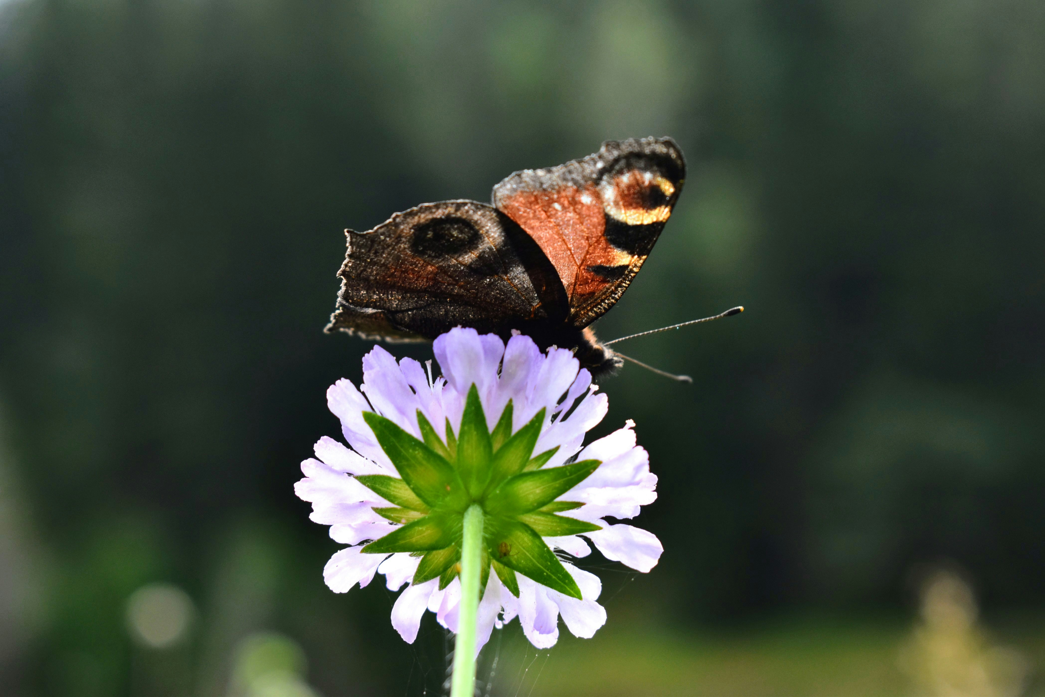 Royal Visitor on a Lavender Bloom