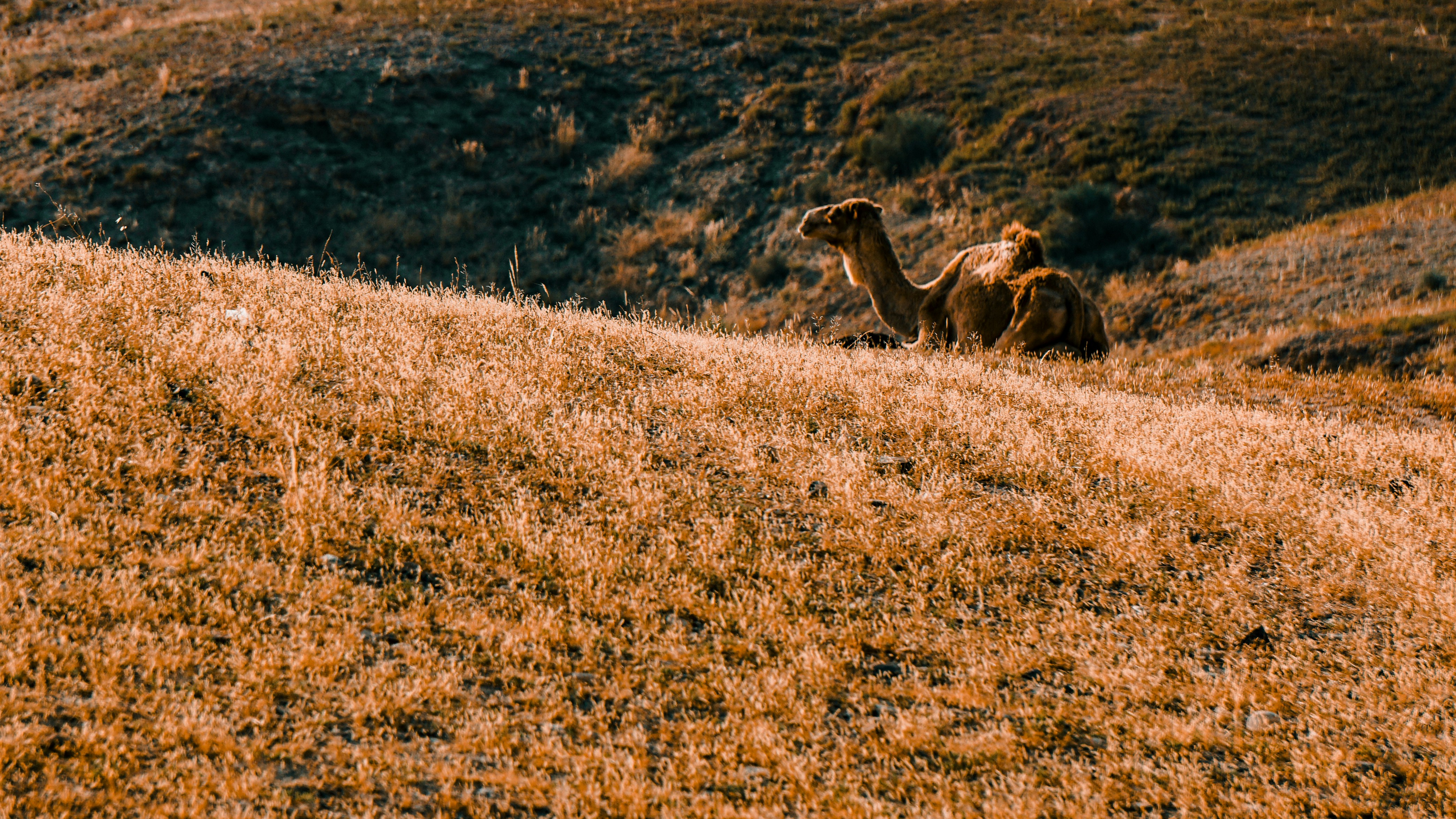 Desert Companion: A Dusted Camel Watches Over a Golden Hill