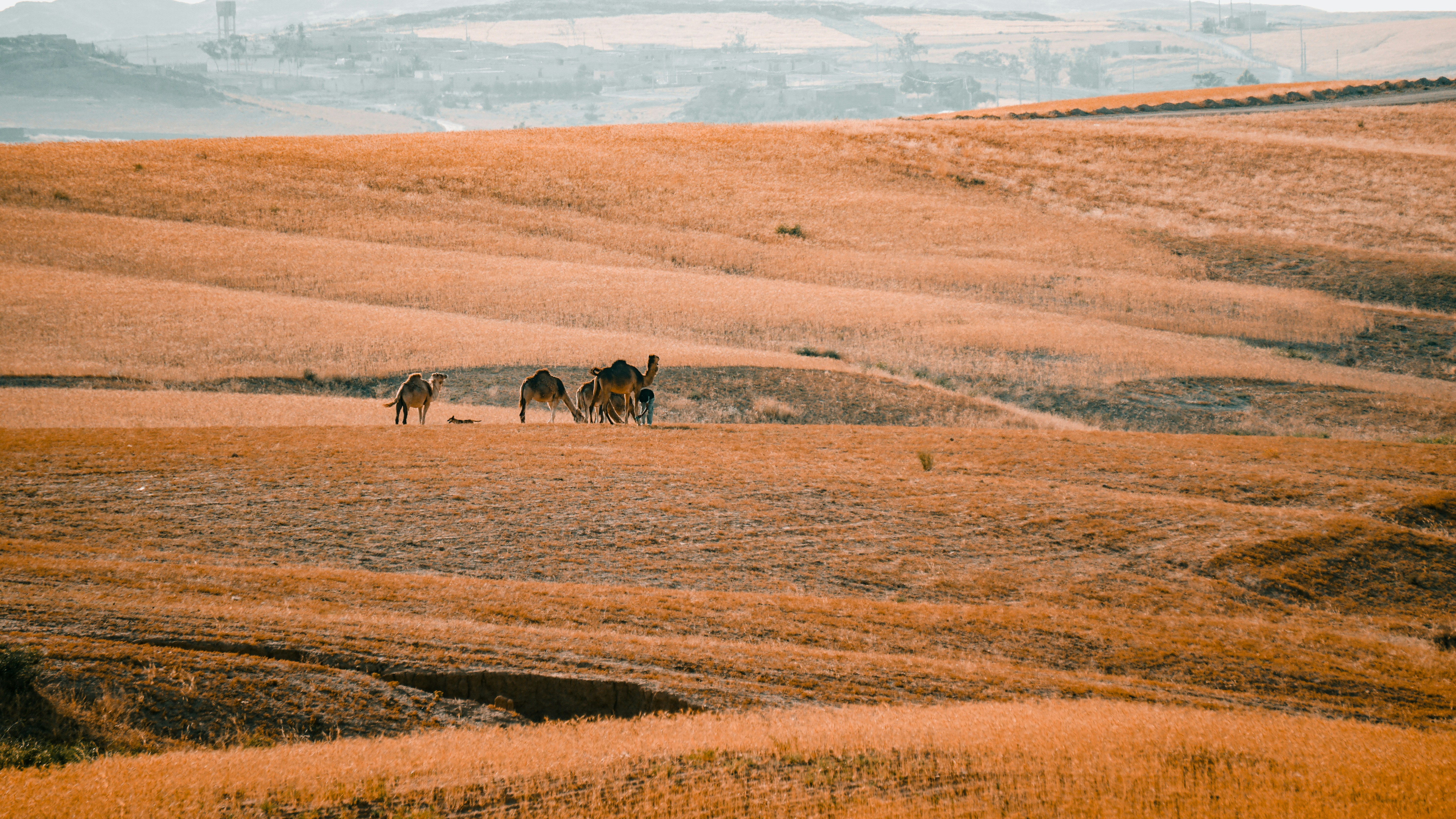 Horses Quietly Crossing the Autumn-Embered Plain