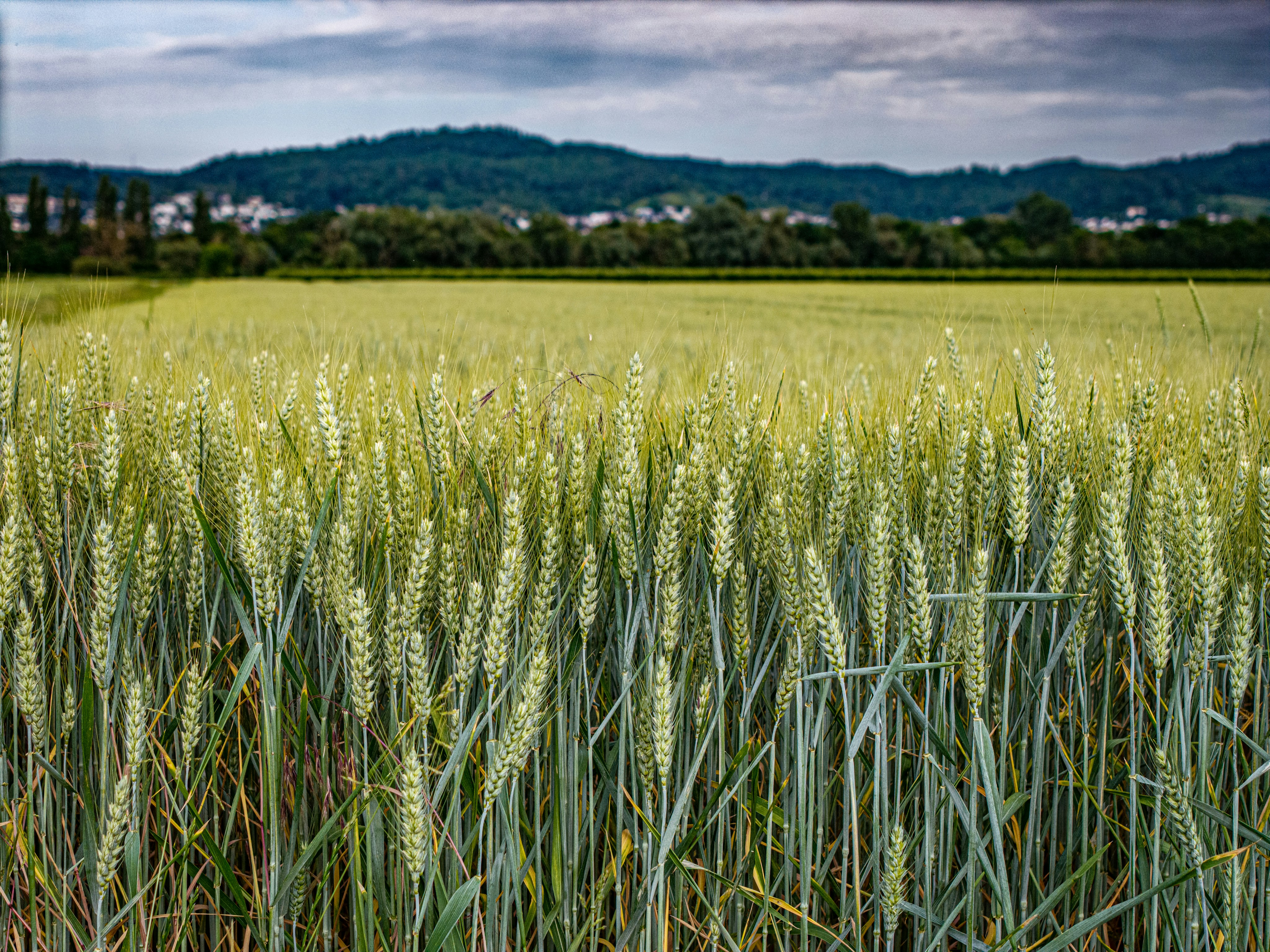 Green wheat field stretching towards distant hills under cloudy sky.