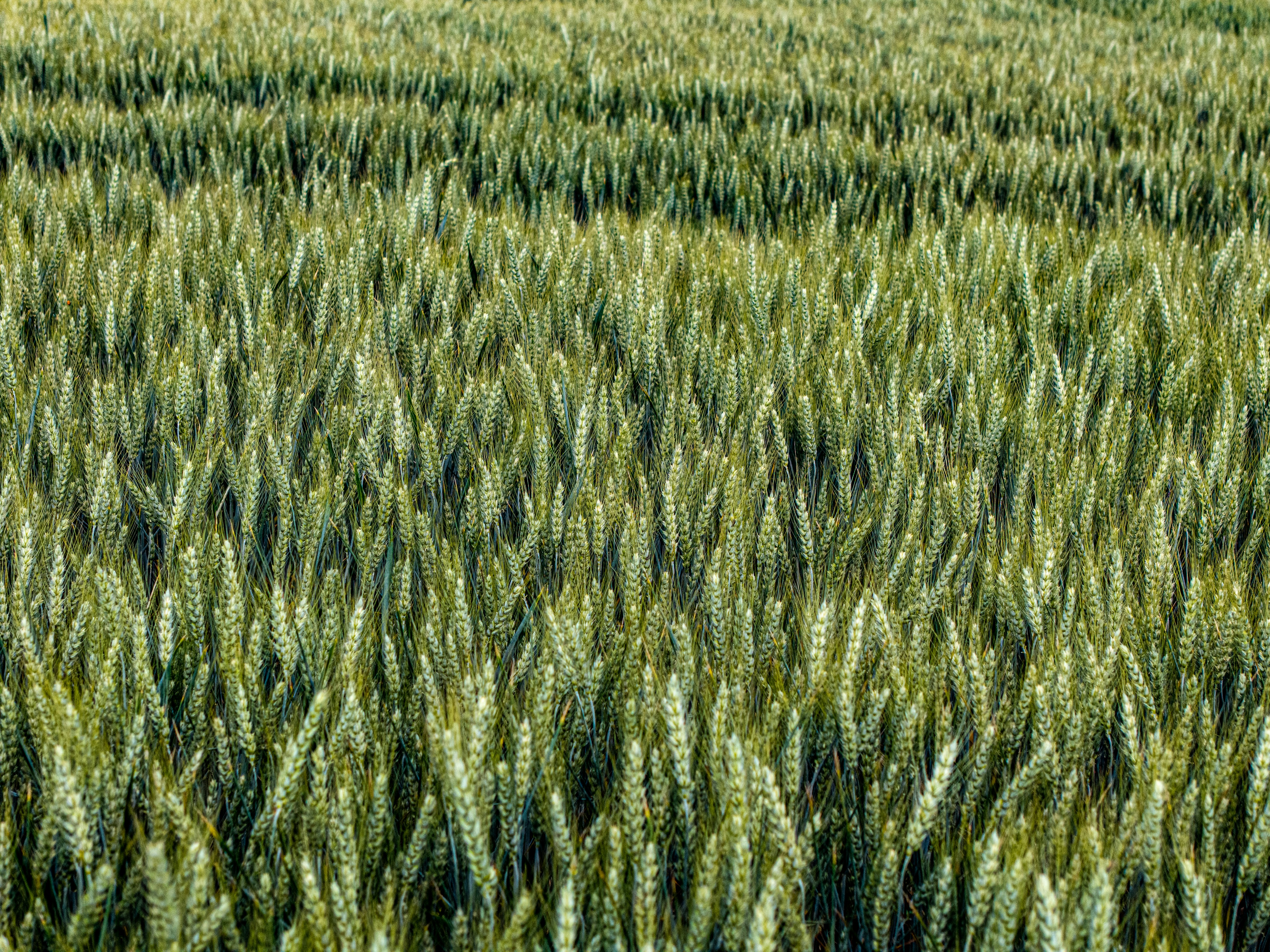Golden Waves: Wheat Field in Soft Sunlight
