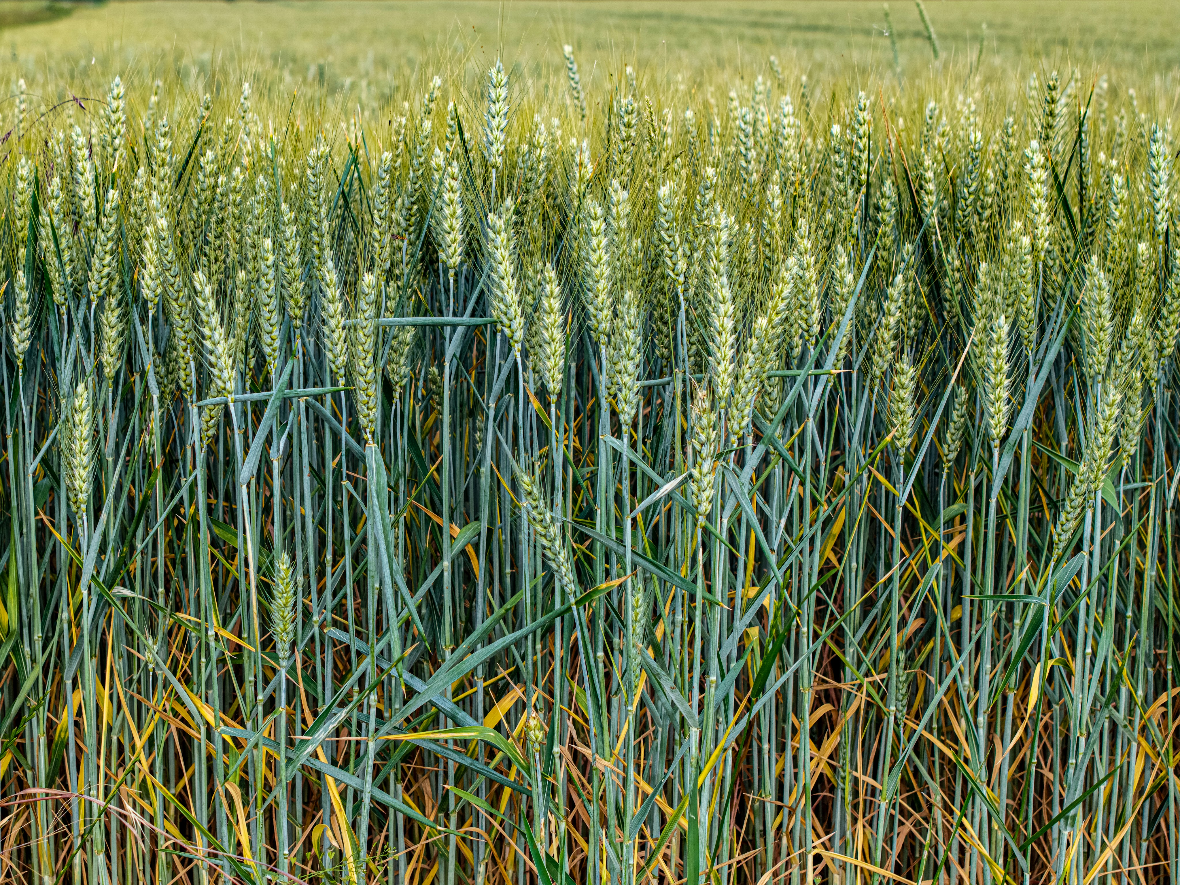 Golden stalks of wheat fill the frame with a hint of blue-green stems, creating a dense, textured field that stretches to the horizon.