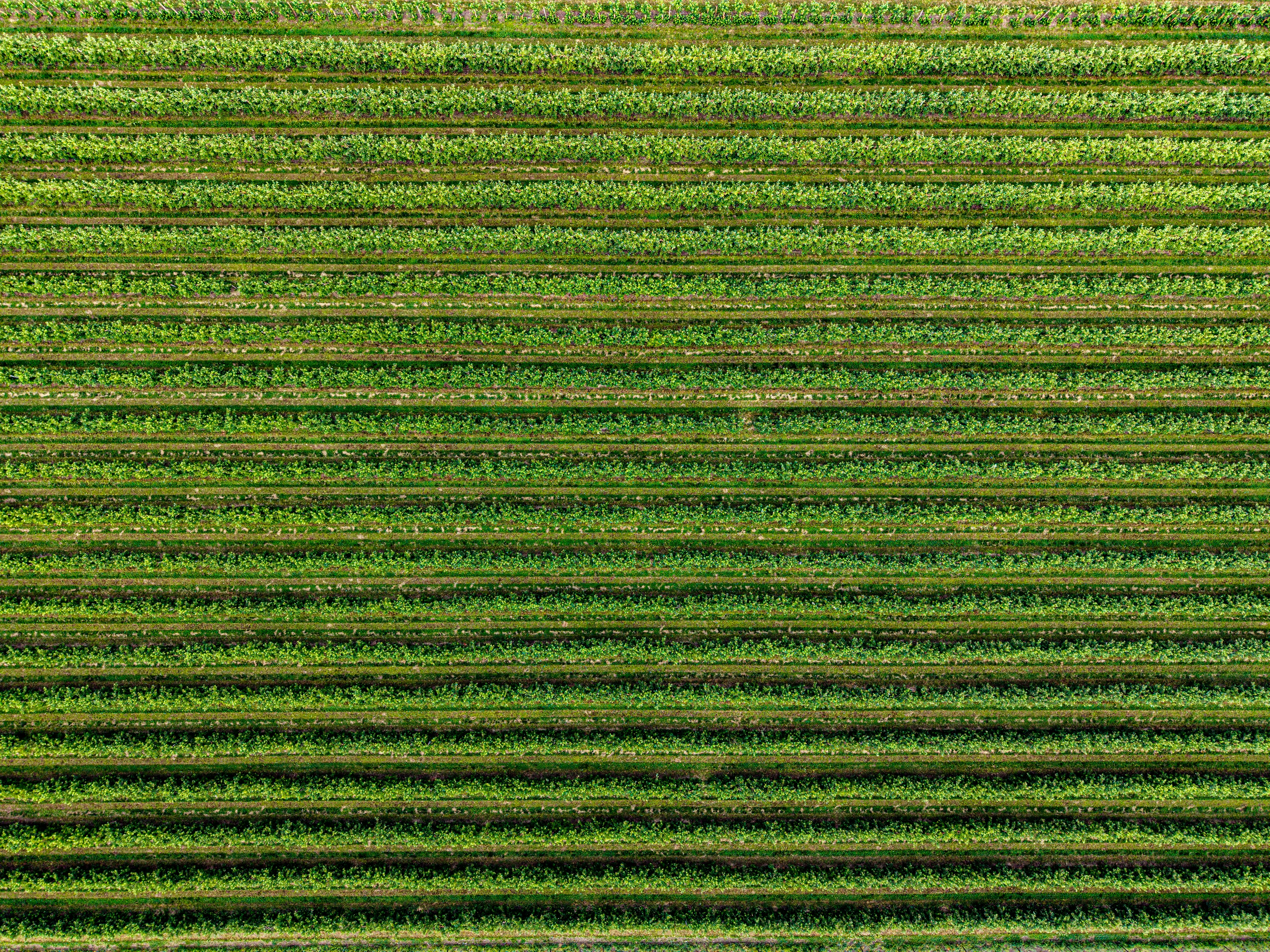 Parallel Green: A Drone's View of Terraced Fields in Calm Light
