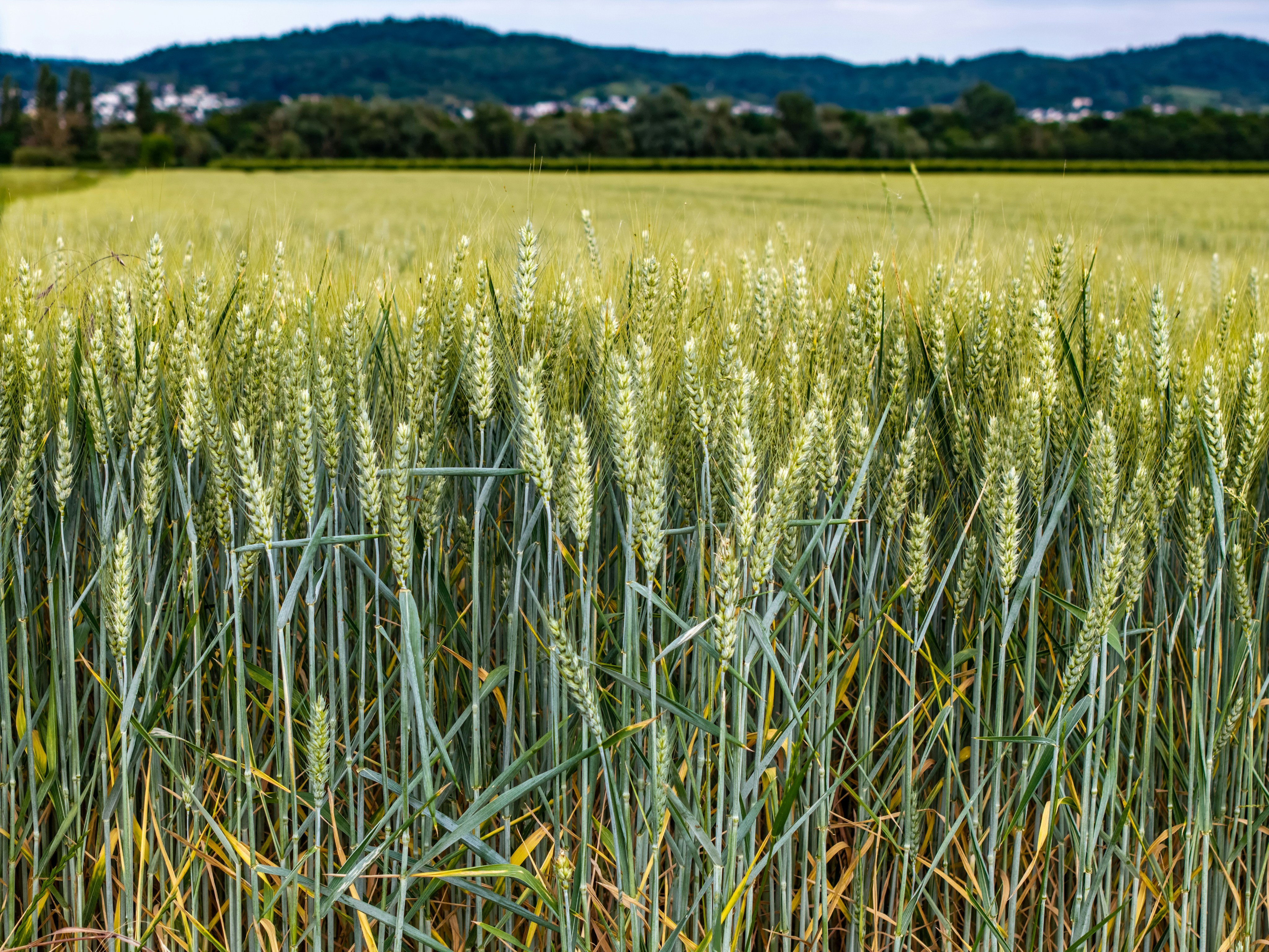 Golden Field Murmuration: Wheat Stalks at Dusk