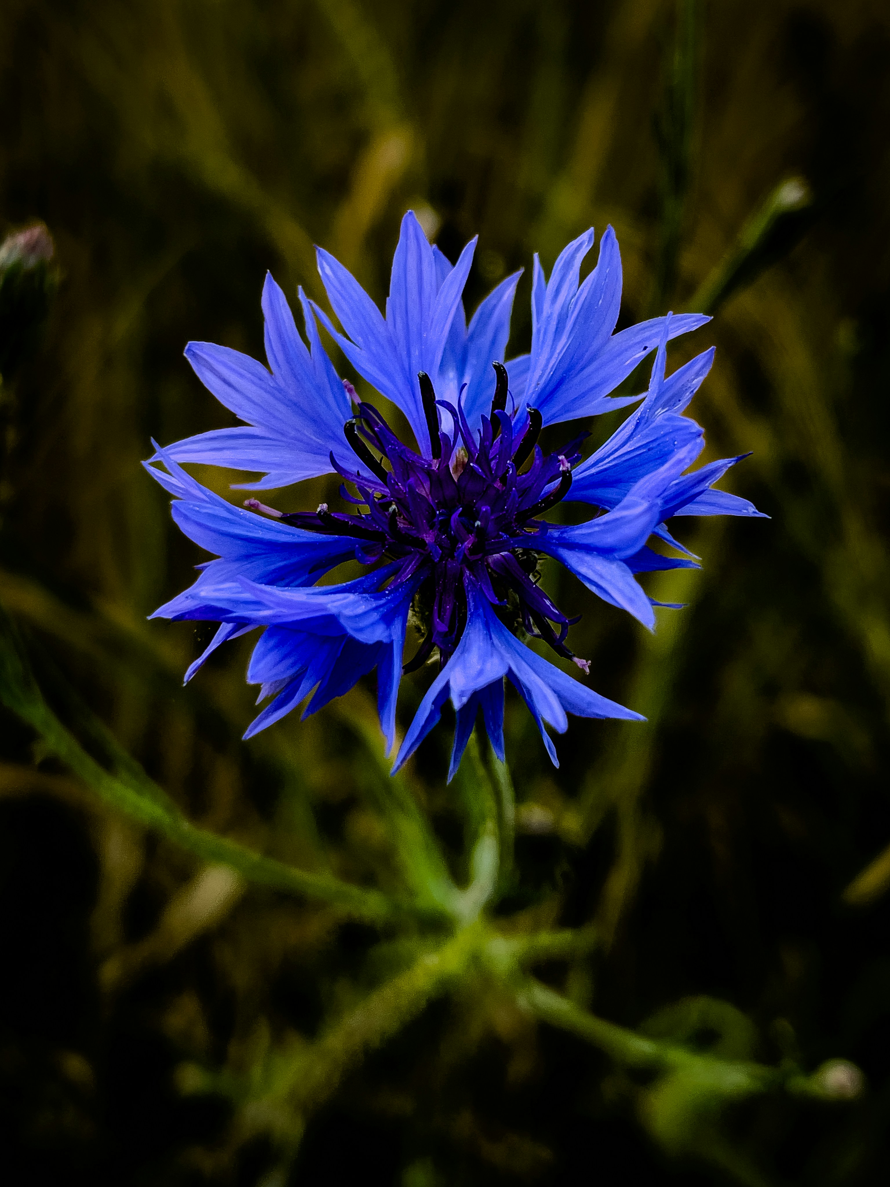 Electric Blue Bloom: Center Stage in a Sea of Quiet Green