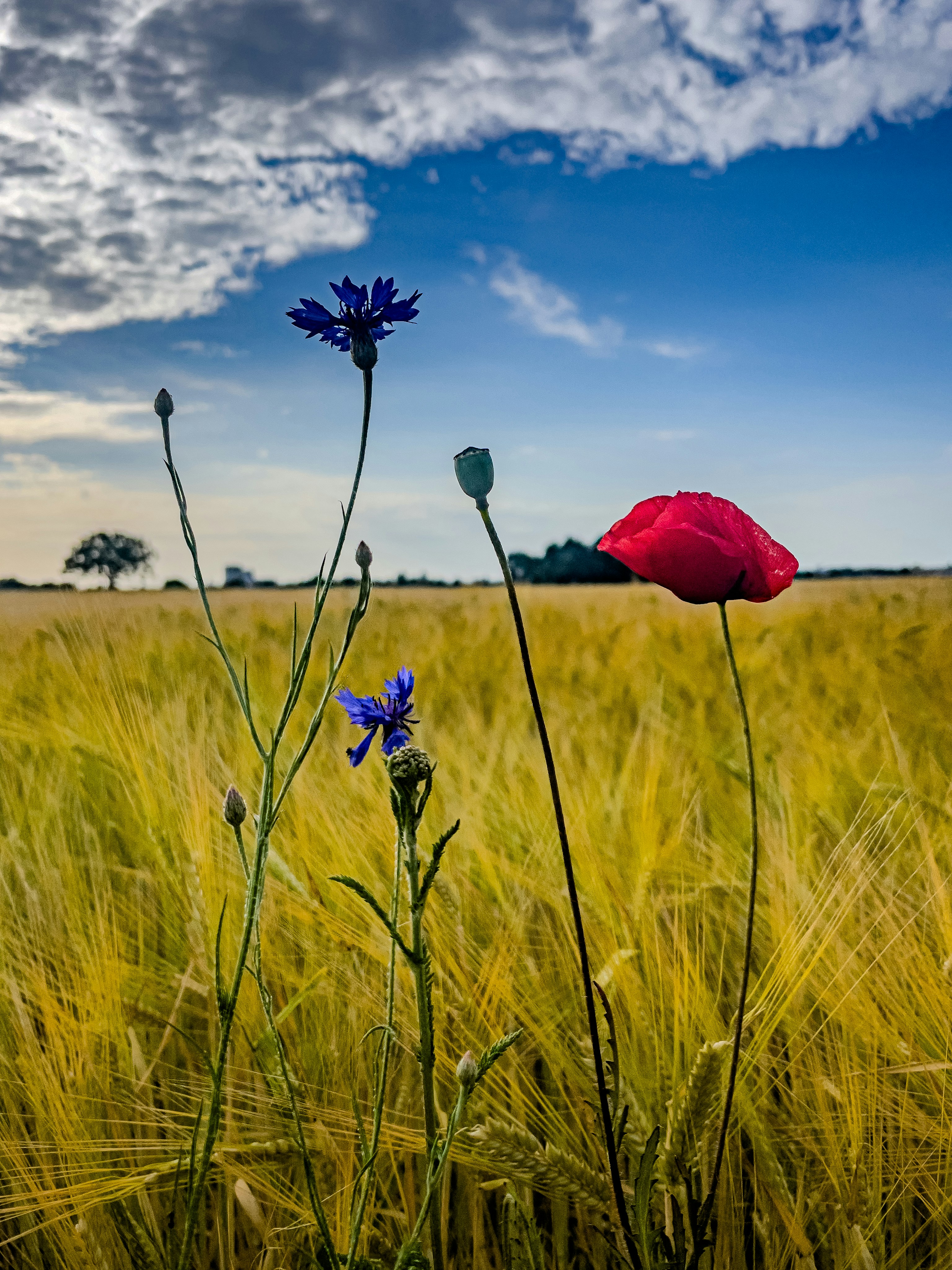 Red poppy and cornflowers in golden field under cloudy sky.