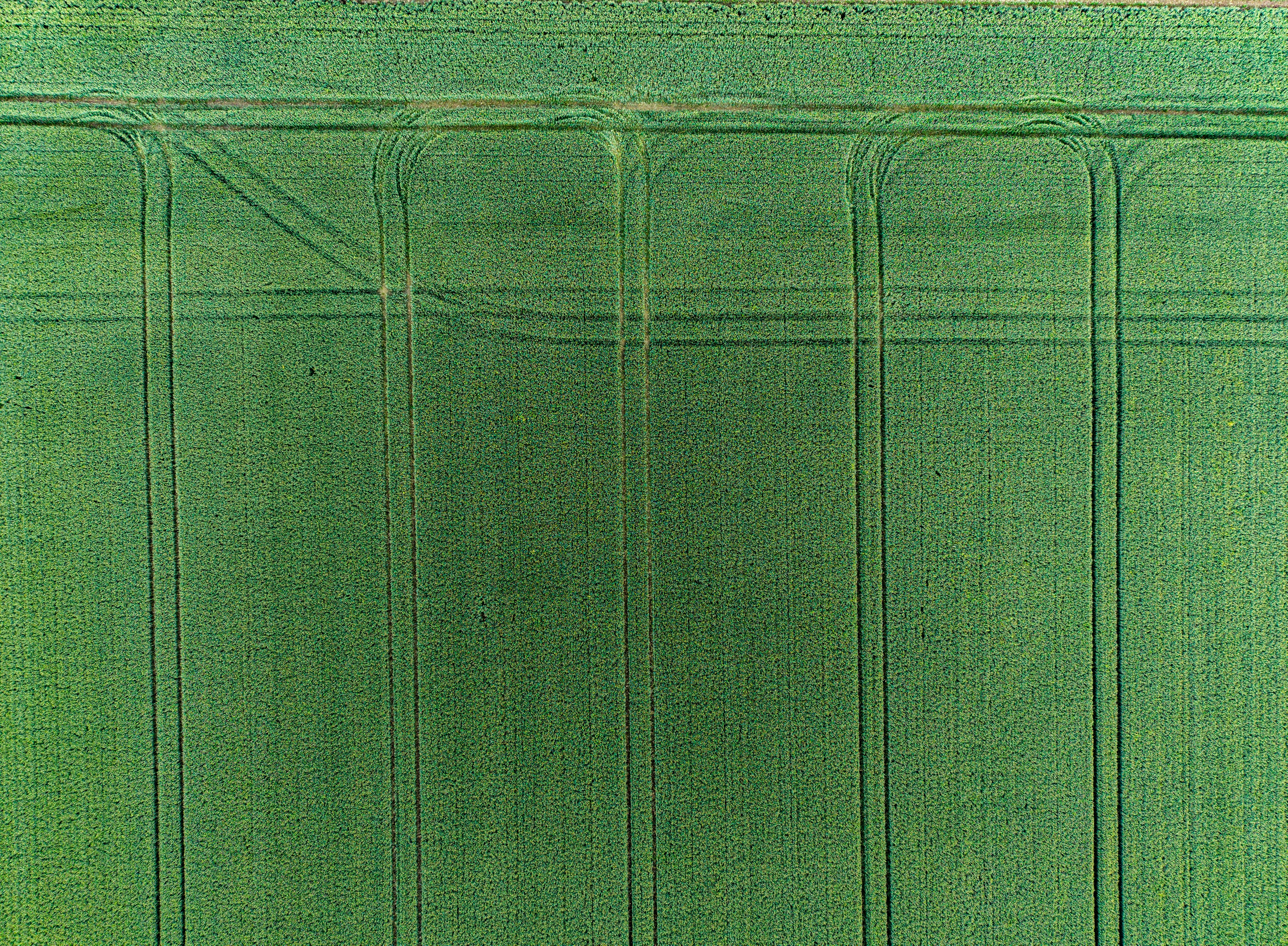 Aerial view of a green agricultural field with tire tracks.