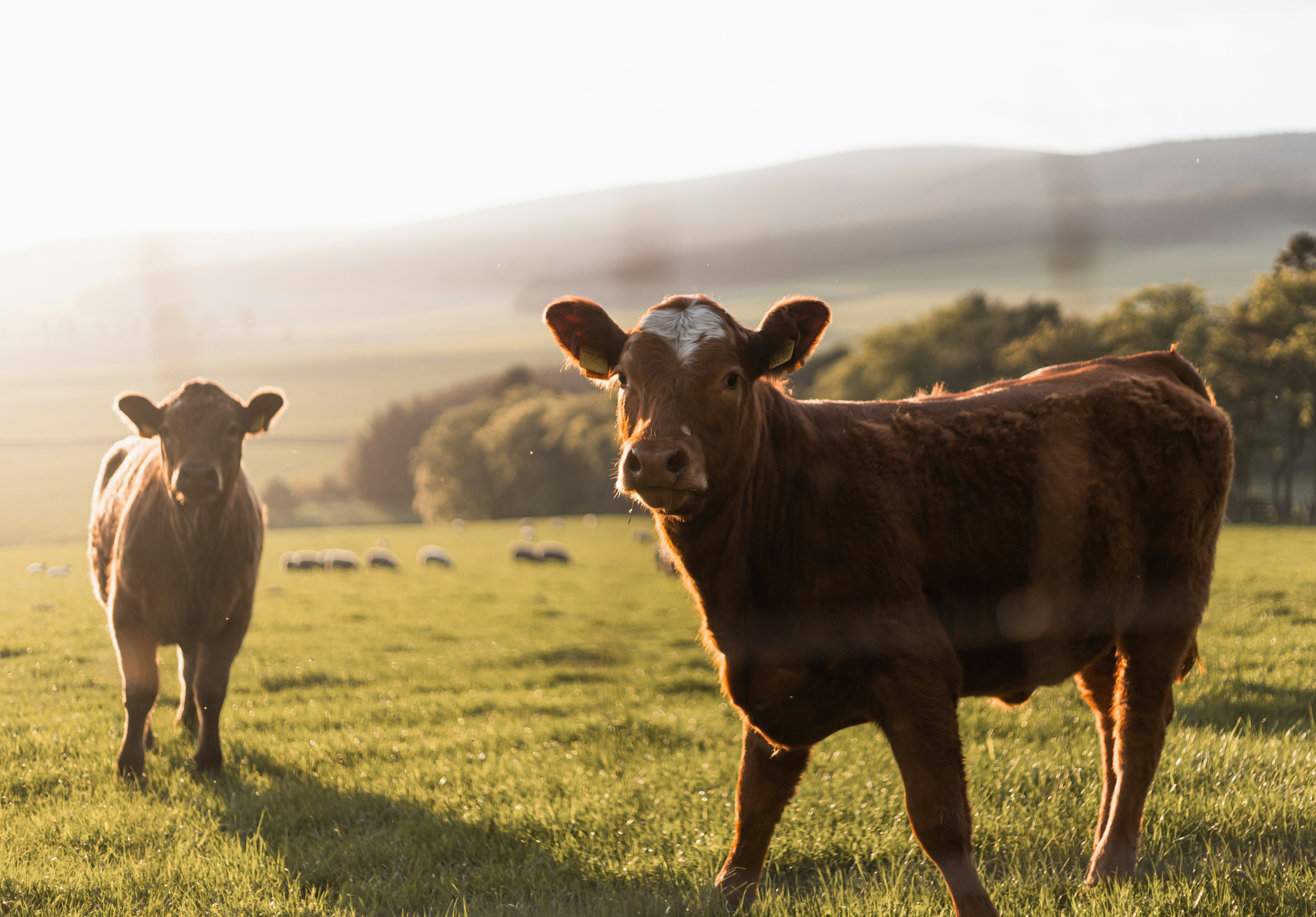 Morning Grazers: Two Cattle in Warmfield Light