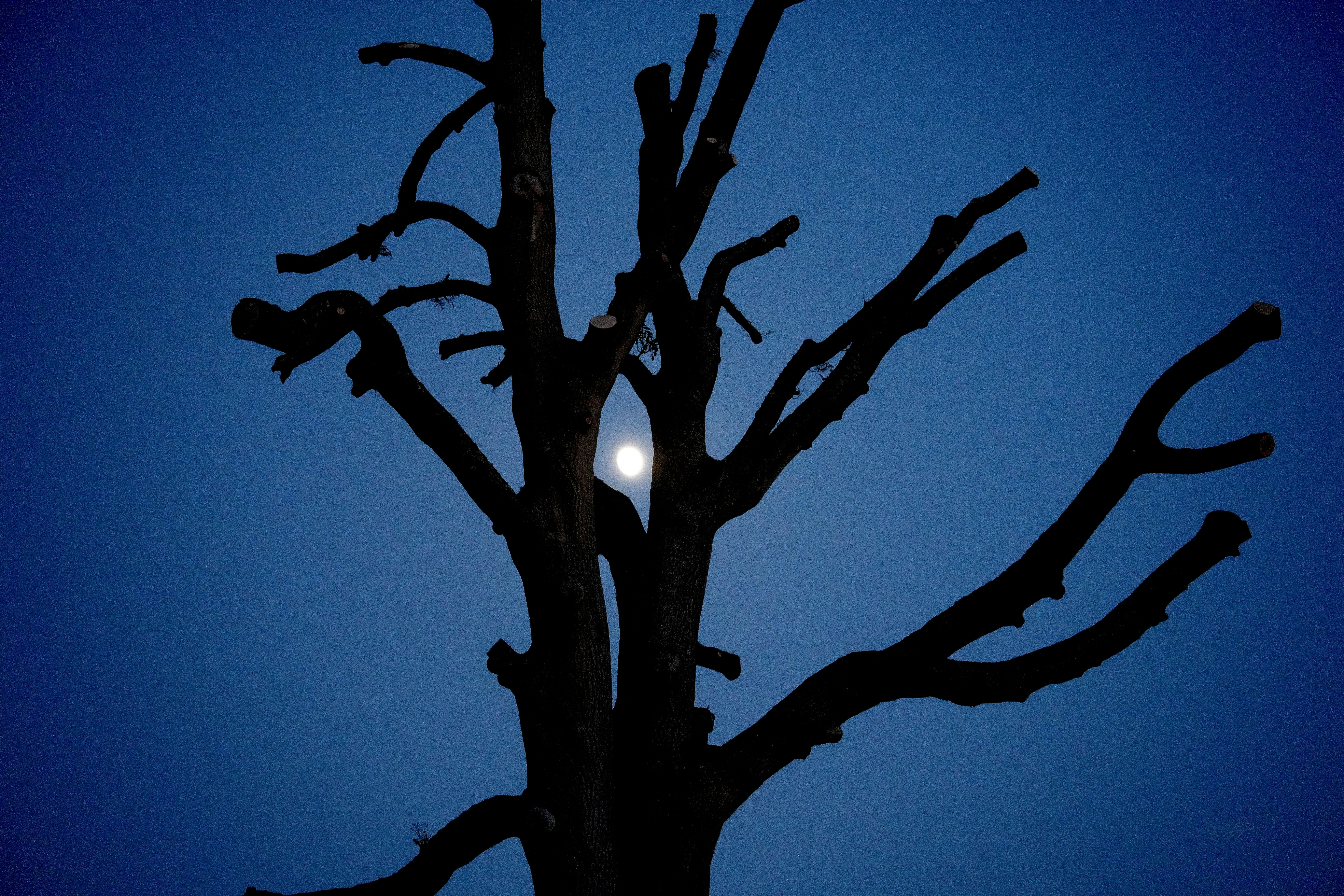 Moonlit Silhouette: A Blackened Tree Reaching at Dusk