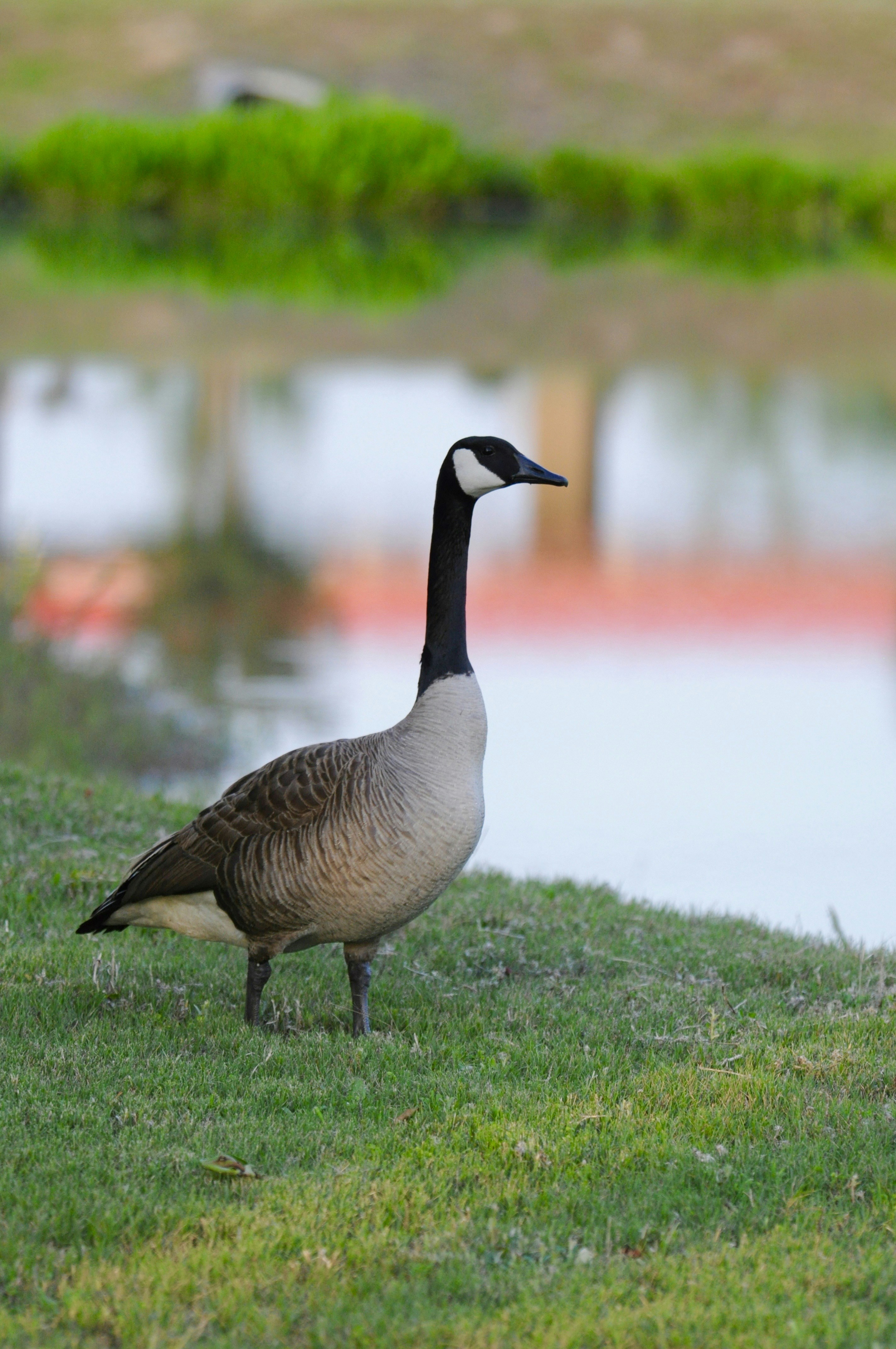 Lonely Goose Stands Guard by a Quiet Pond