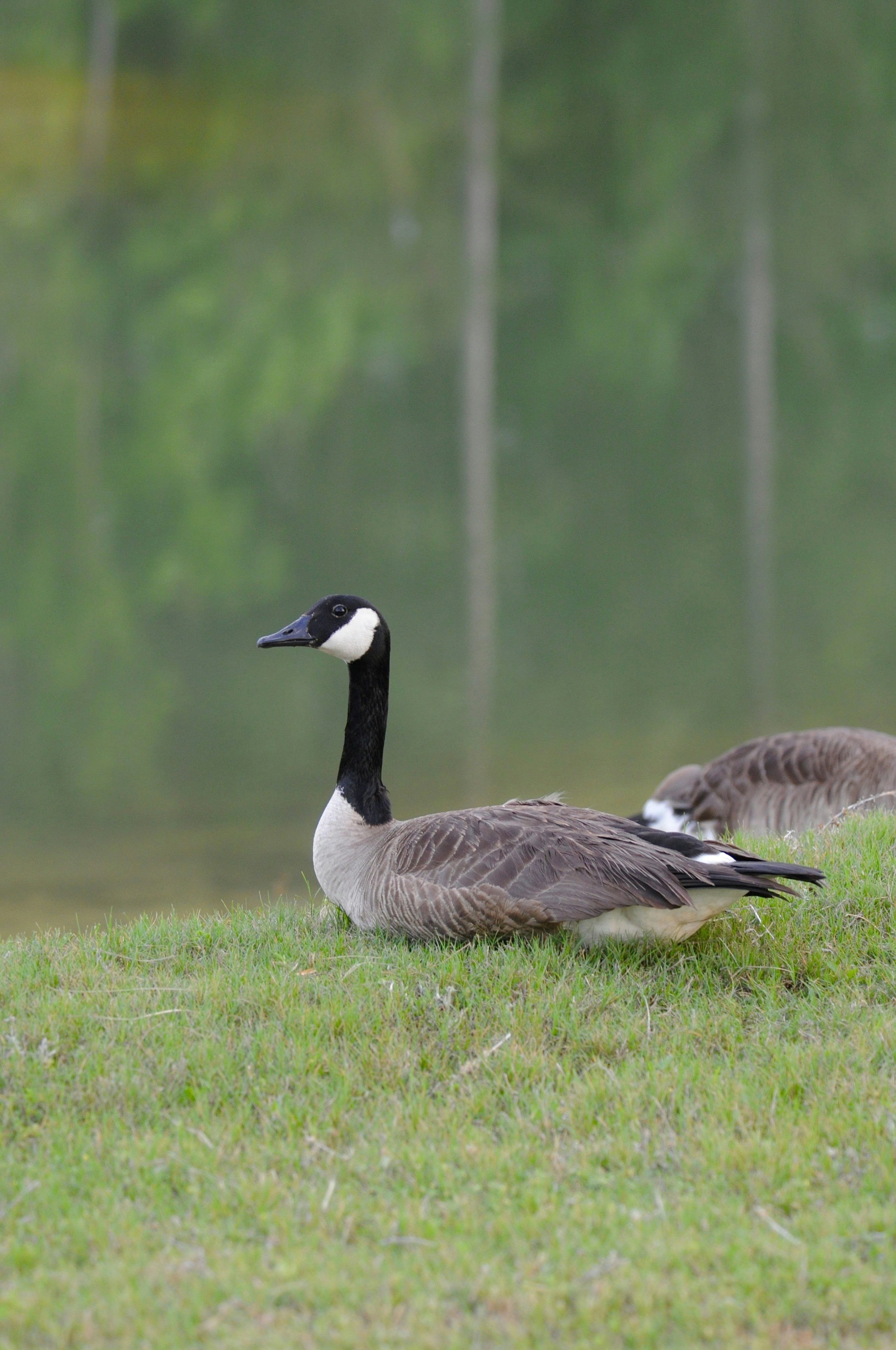 Canada Goose at the Water's Edge