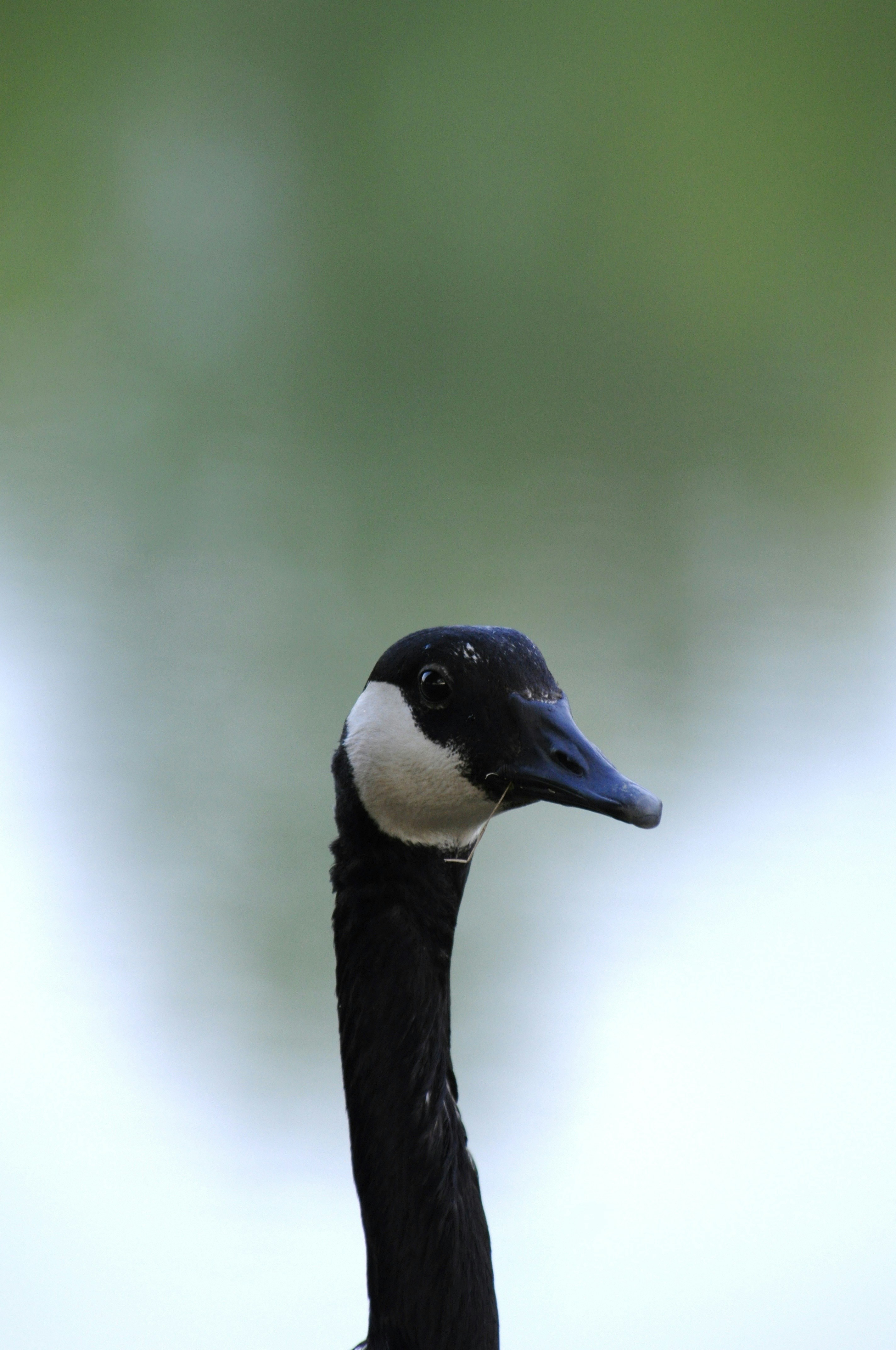 Portrait of a Black-Necked Duck emerging from a soft-green haze