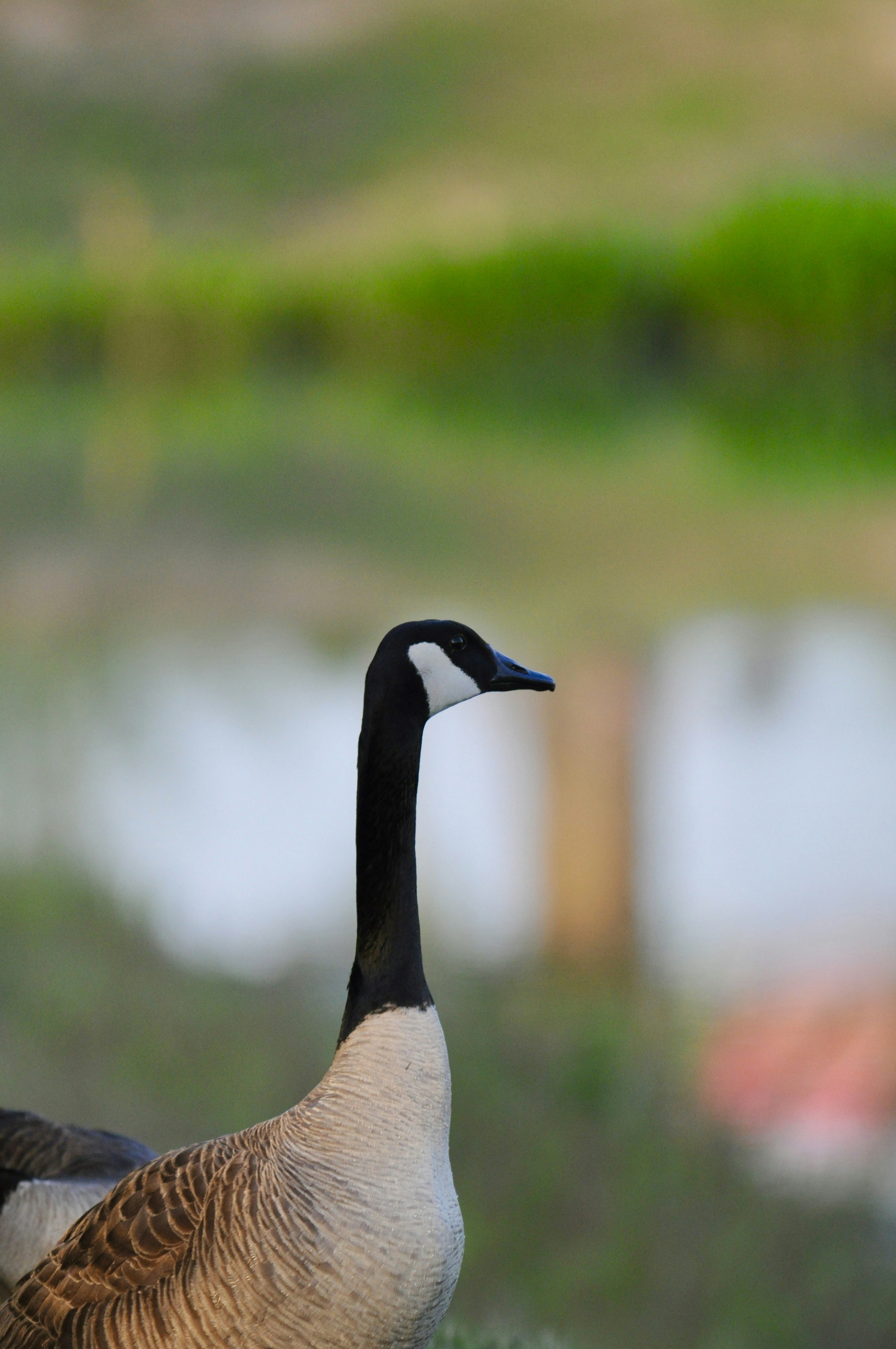 Neck of Focus: A Canada Goose Portrait in Soft Blur