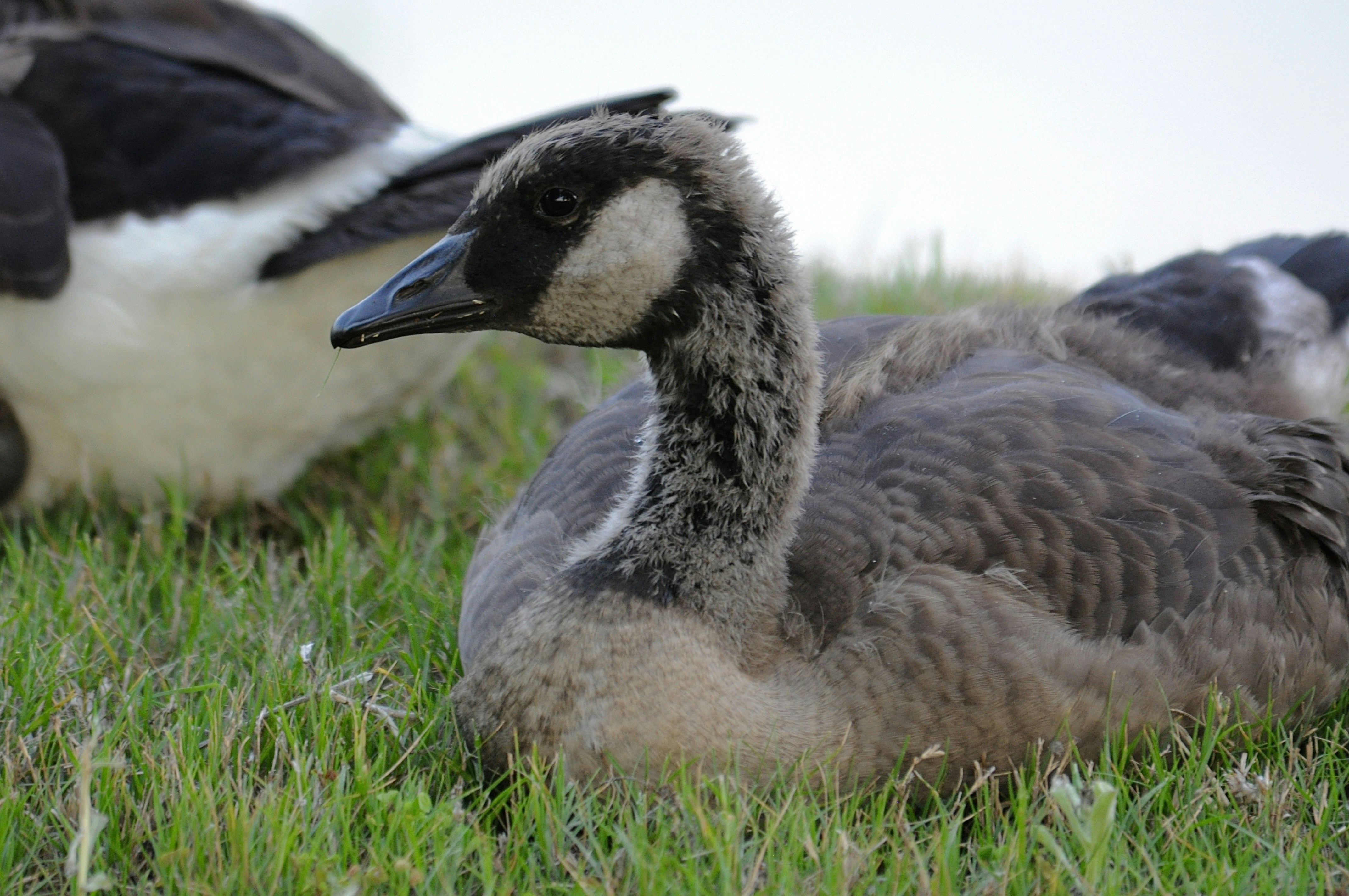 Low-angle Field Portrait of a Goose with a Nearby Companion