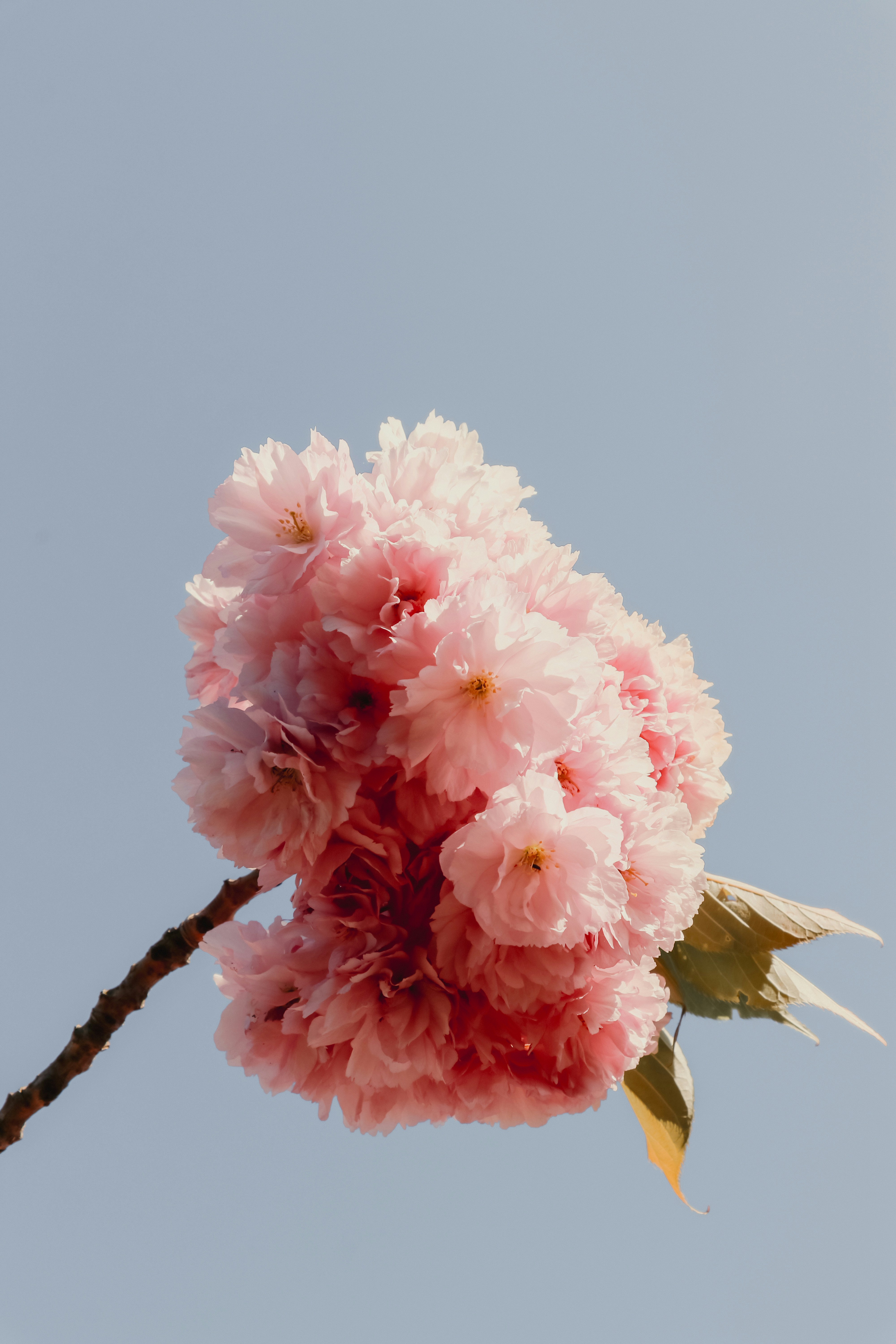 Pink Camellia-like Bloom Against a Clear Sky