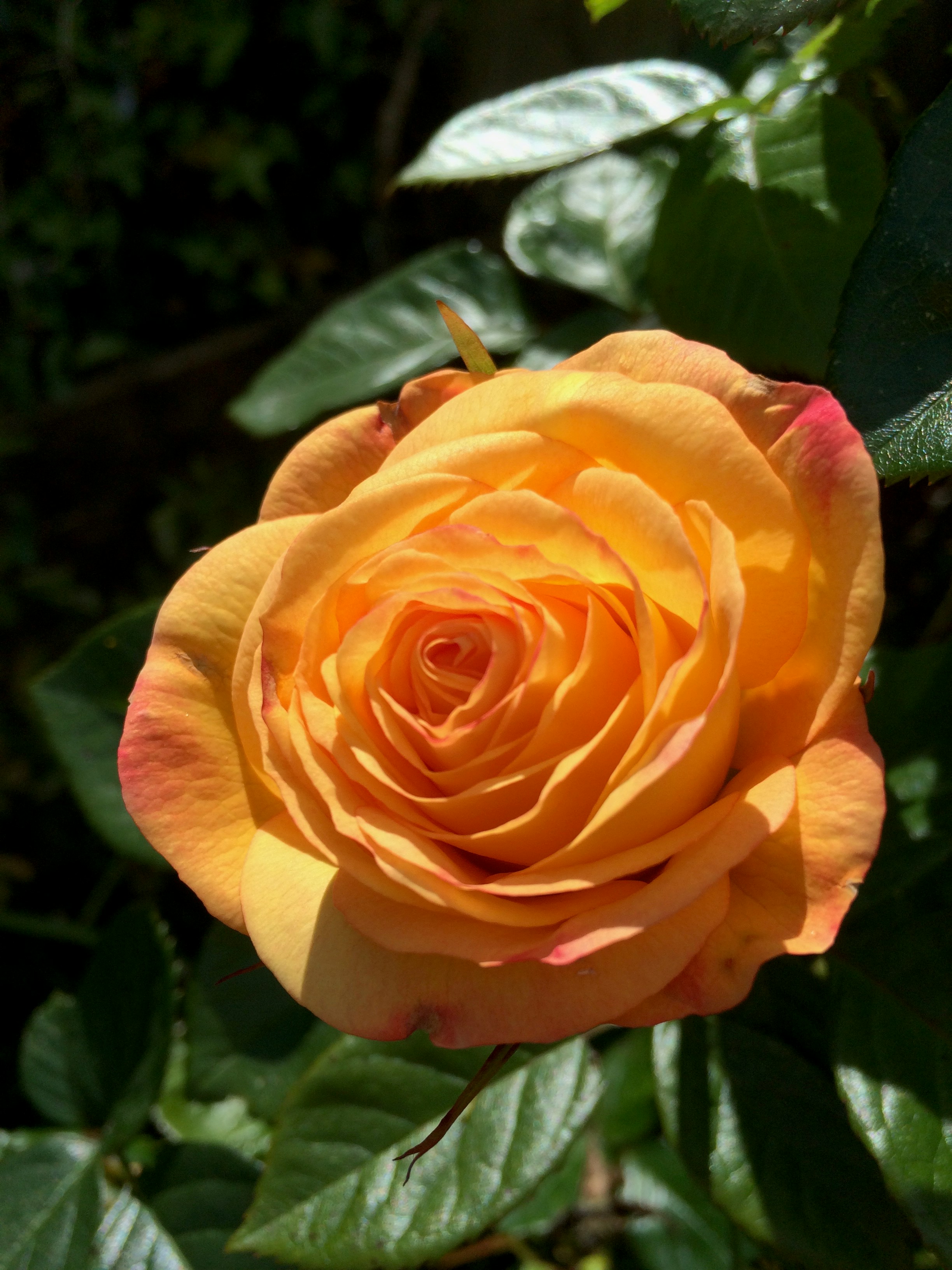 Golden Rose in Sunlit Glimmer