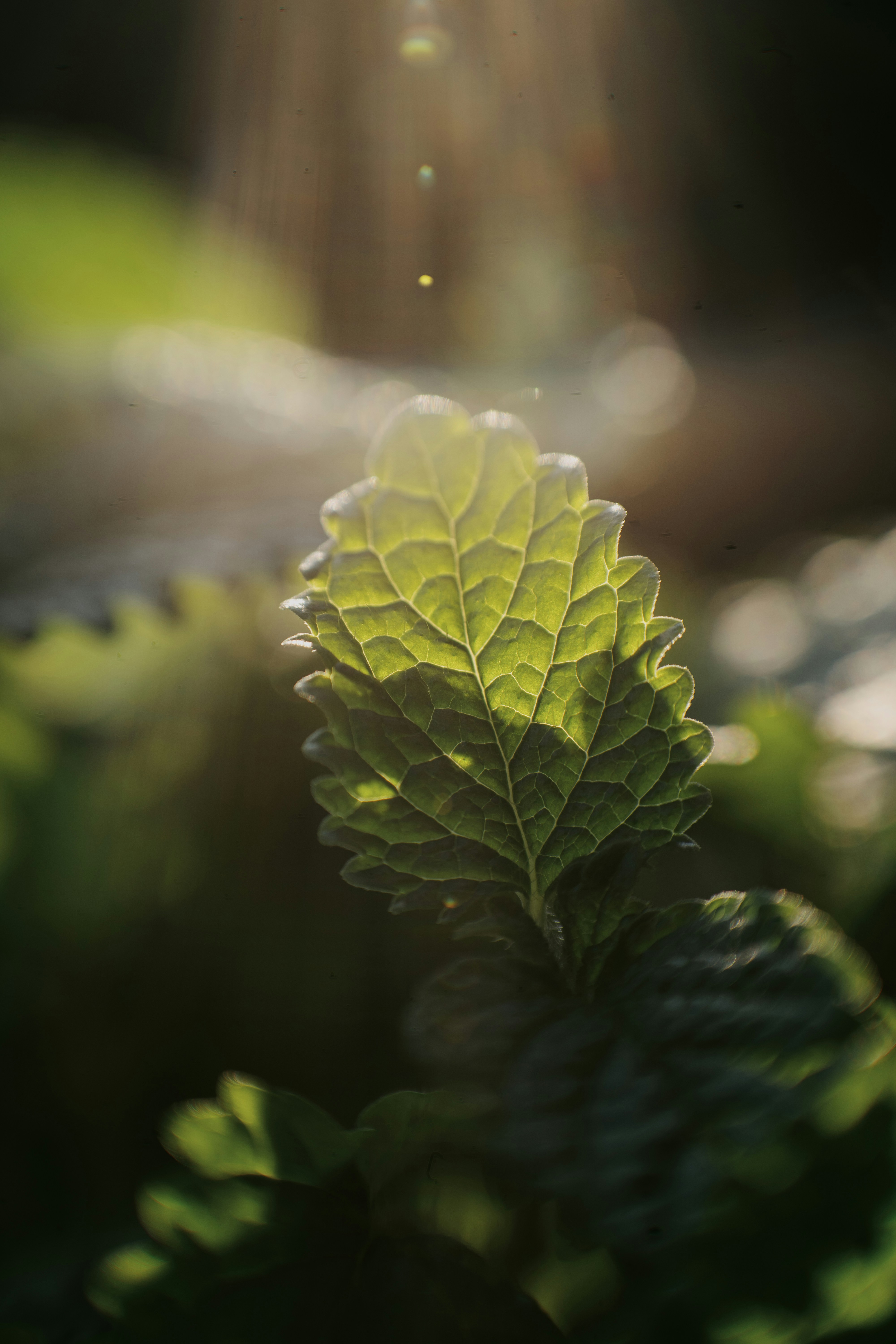 Sunlit Edge: Veined Leaf in Soft Backlight