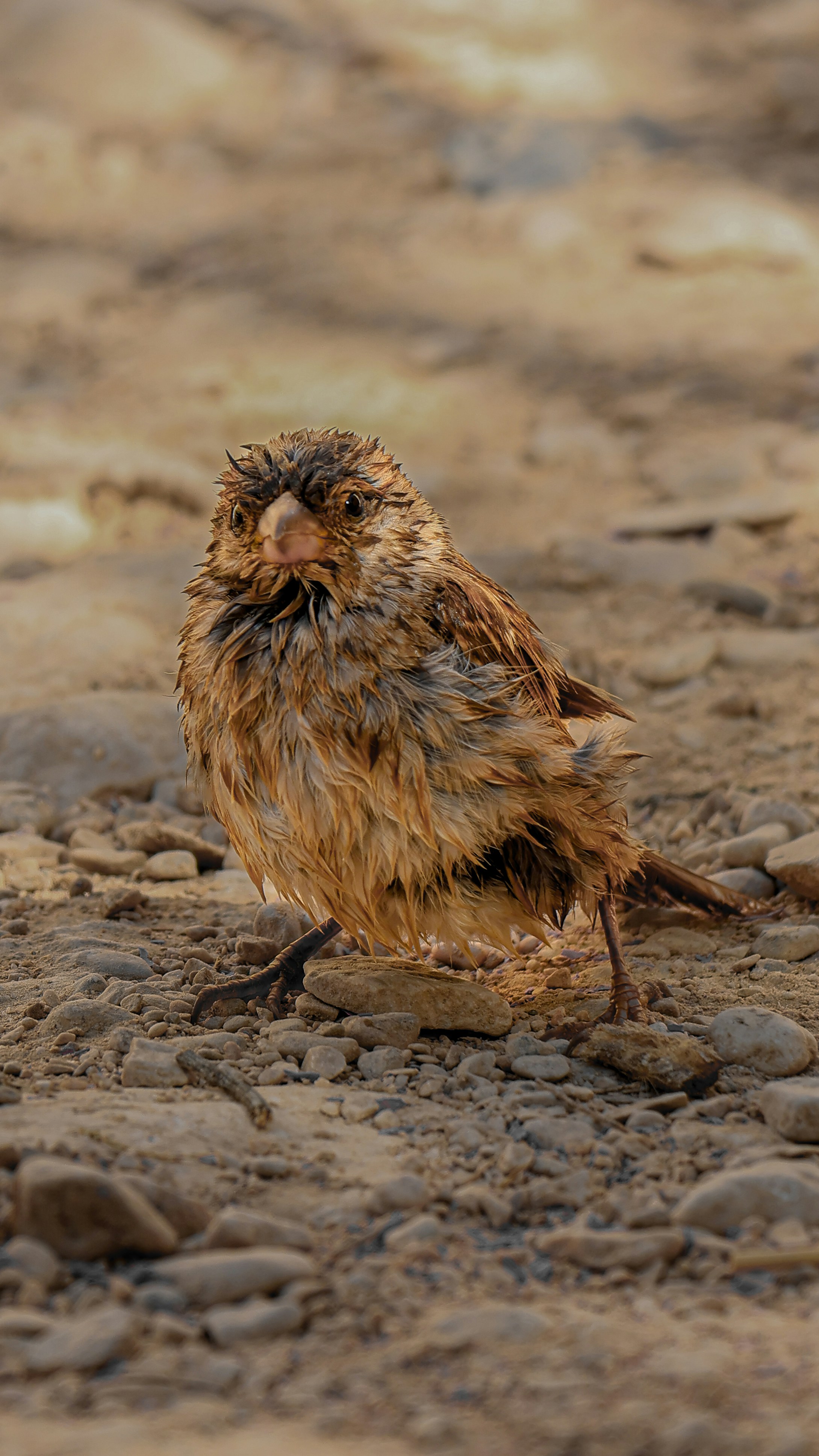 Sheltering in the Pebble Dust: a small bird's determined gaze