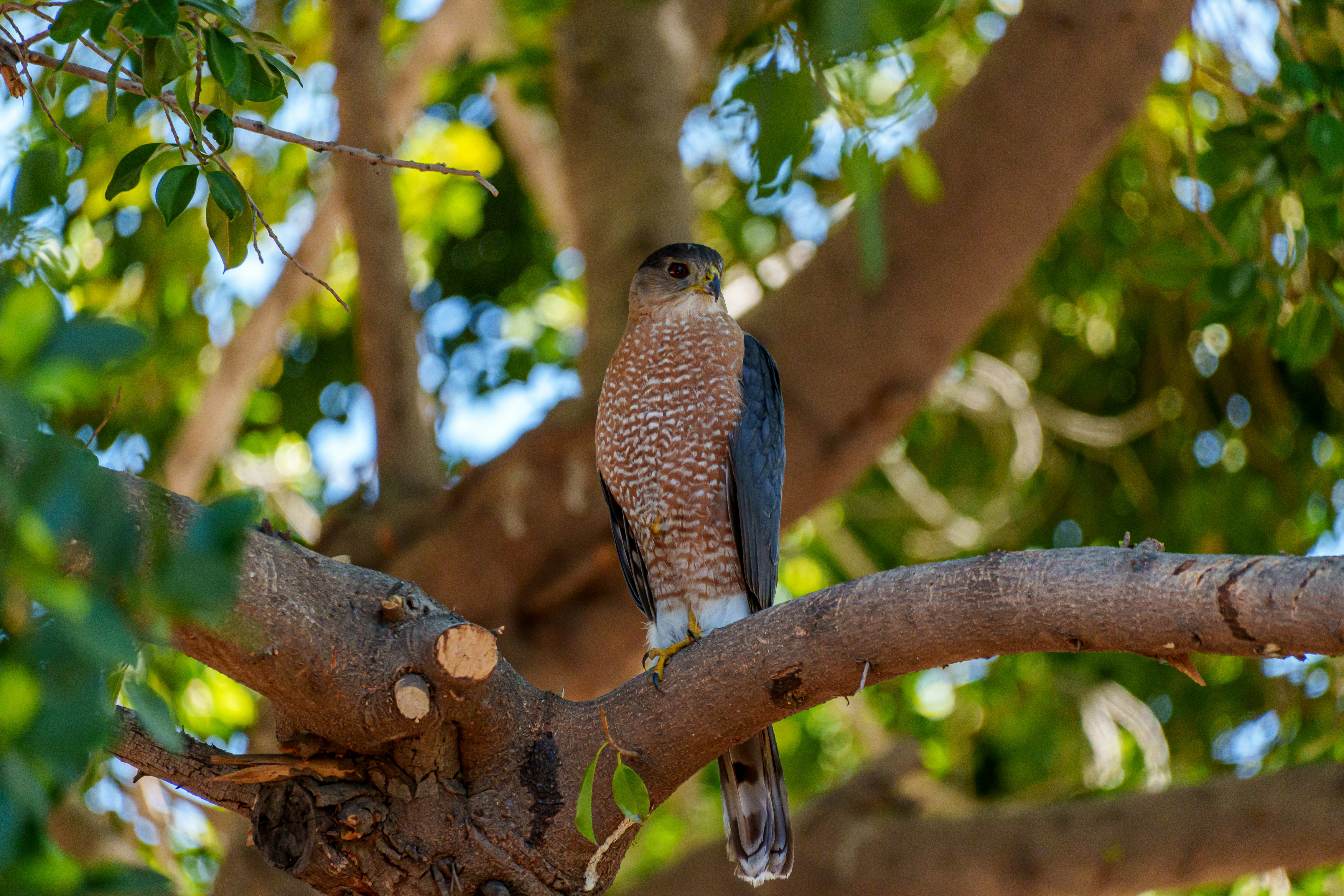 Raptor Perched: A Crimson-Shouldered Hawk Scans the canopy