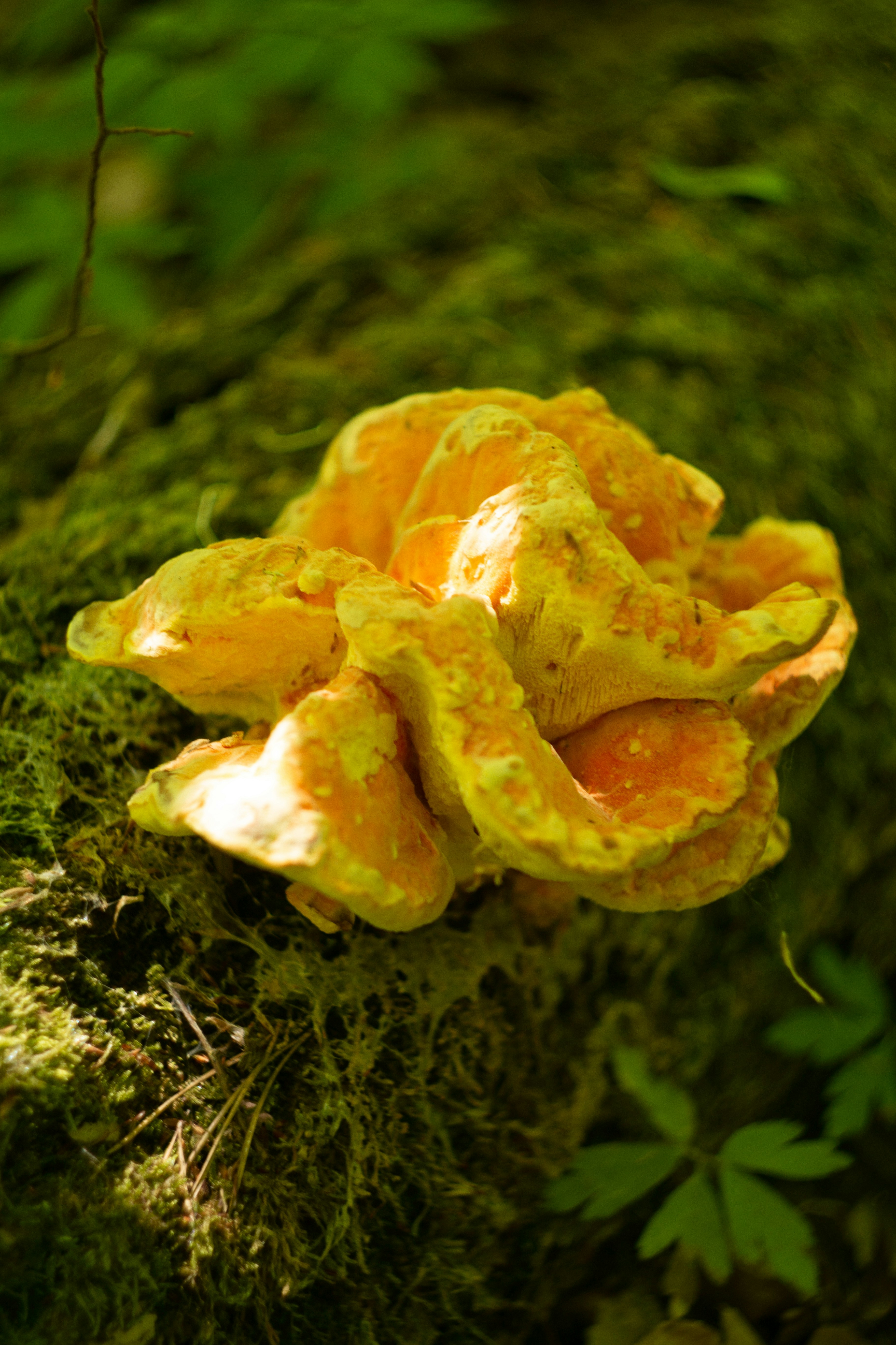 Mossy Forest Glow: a yellow fungus rests among emerald carpet