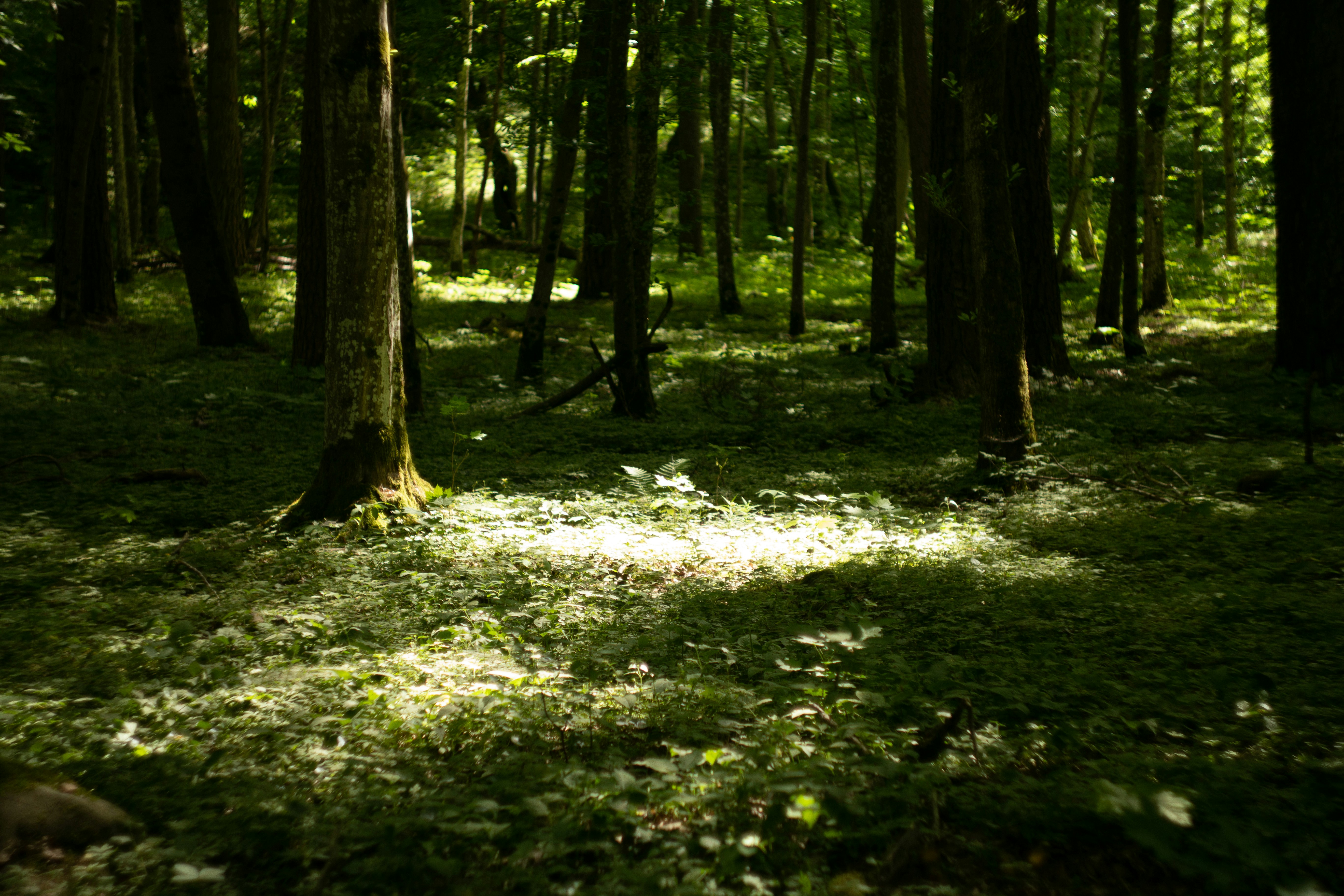 Sunlit Clearing in a Quiet Forest
