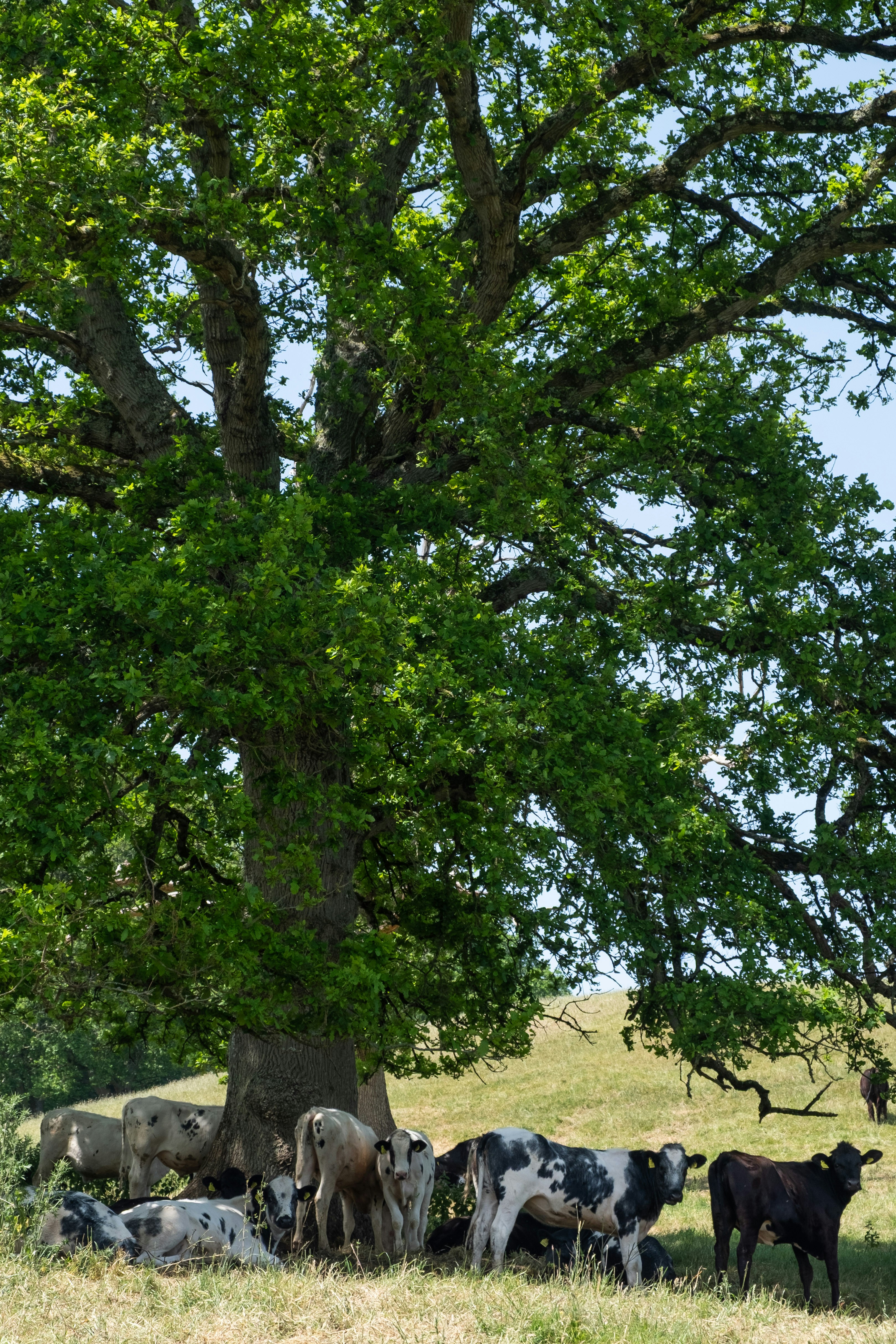 Shaded Pasture Gaze: Cattle Rest Under a Majestic Oak