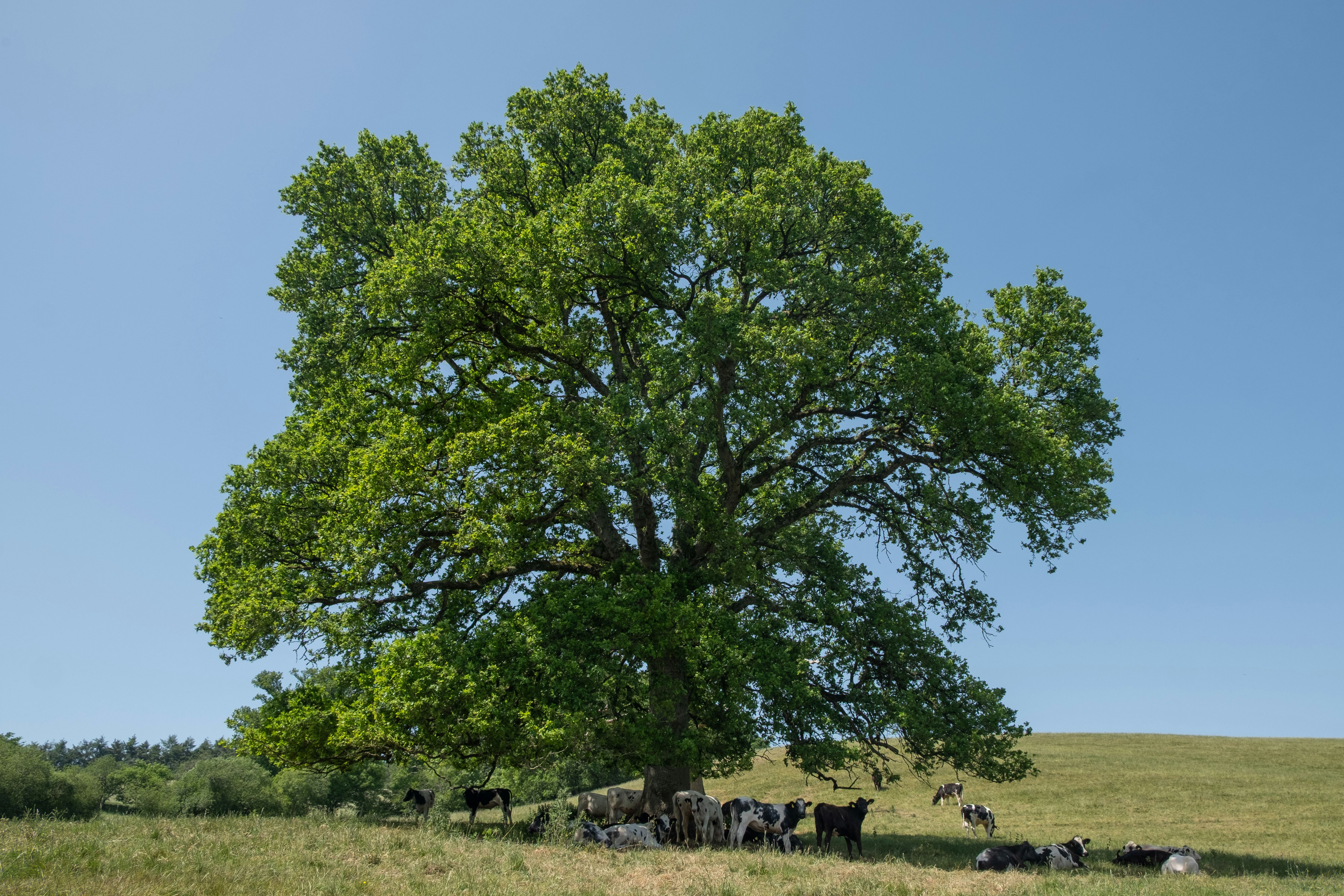 Majestic Lone Oak Standing Guard Over a Gentle Prairie