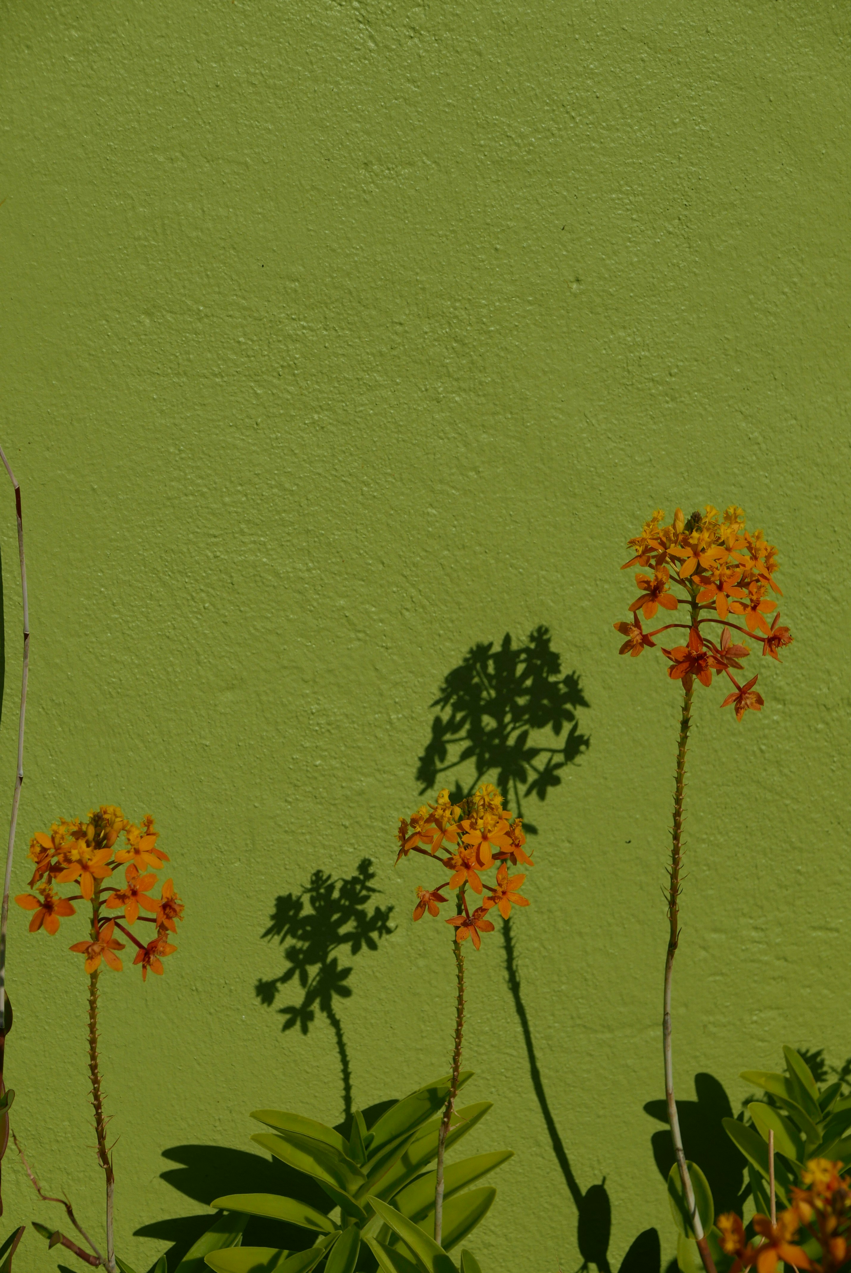 Orange blooms against a sunlit lime wall