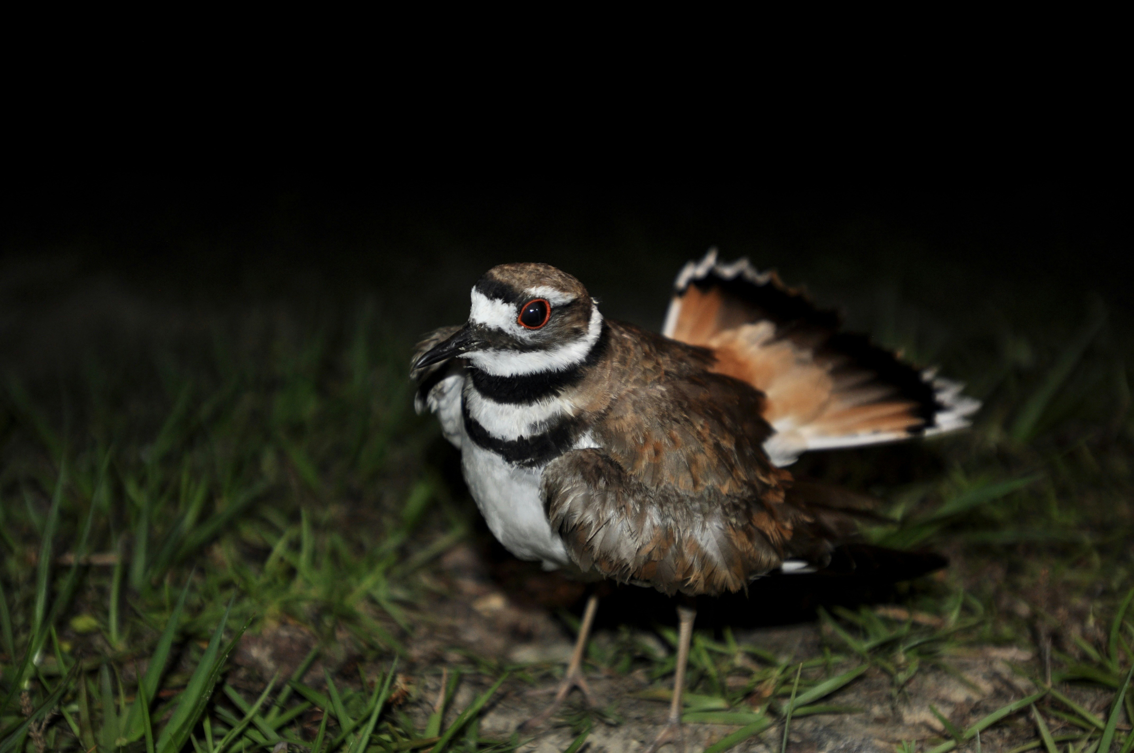 Night Spotlight: Small Bird Stands Confident on Dusky Grass