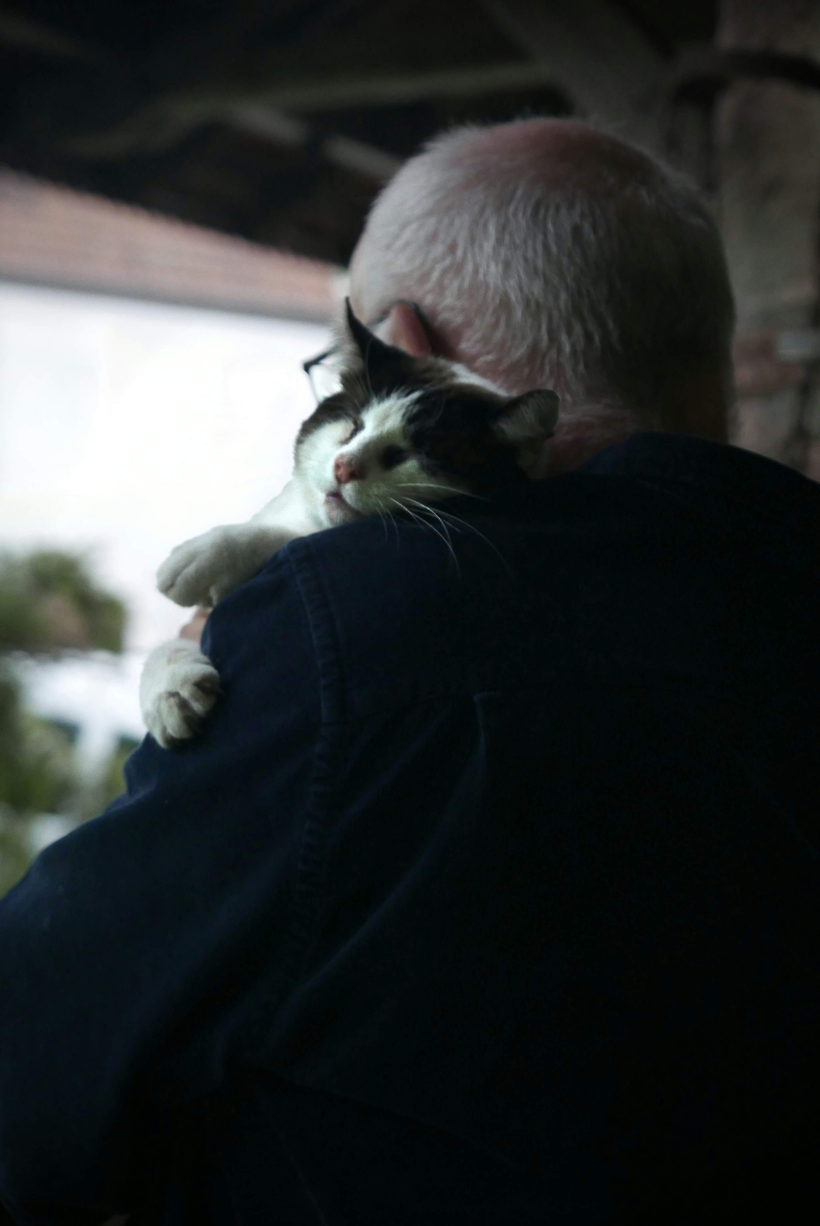 Warm Embrace: A Cat Resting on a Shoulder