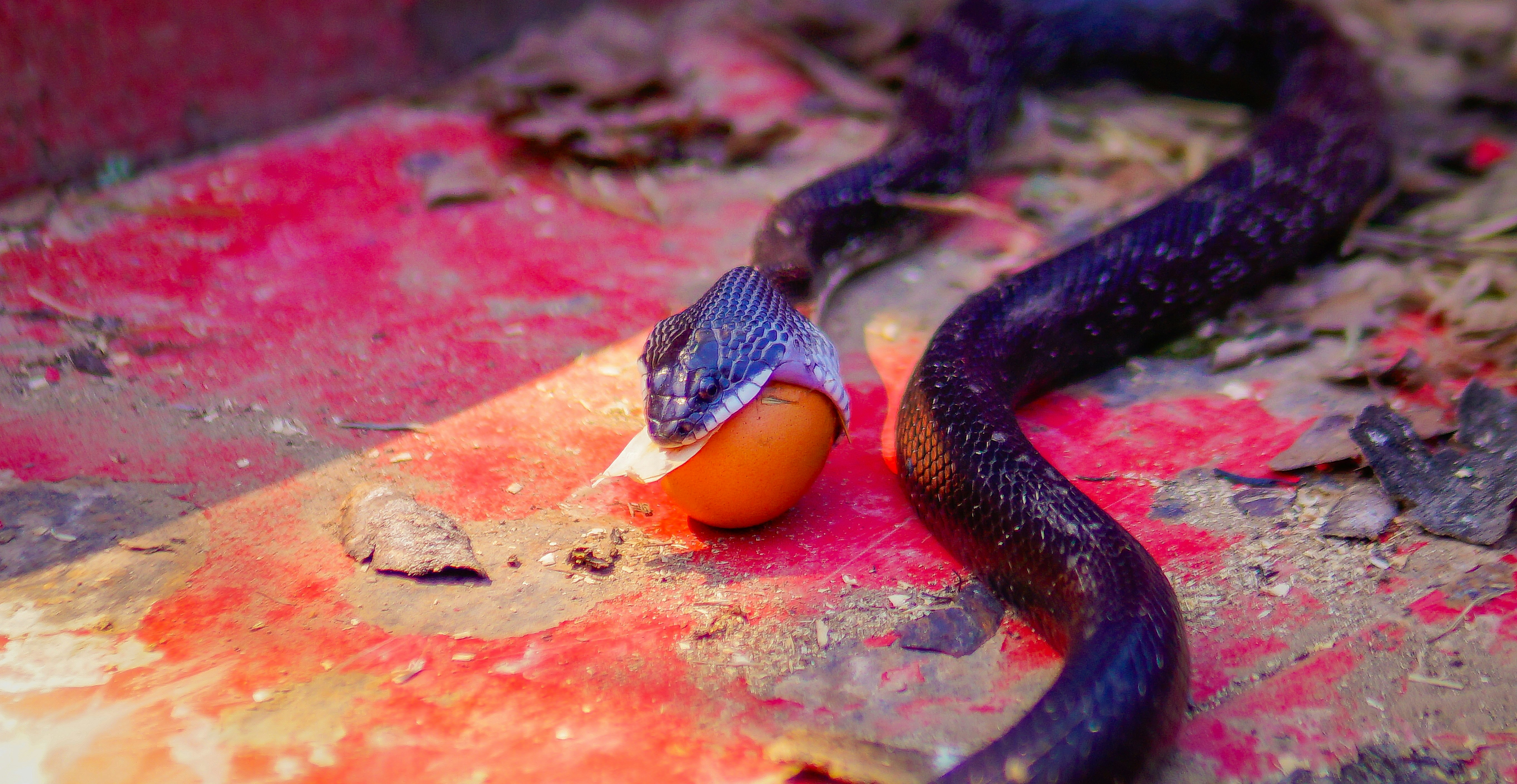 Snake eating egg 🥚