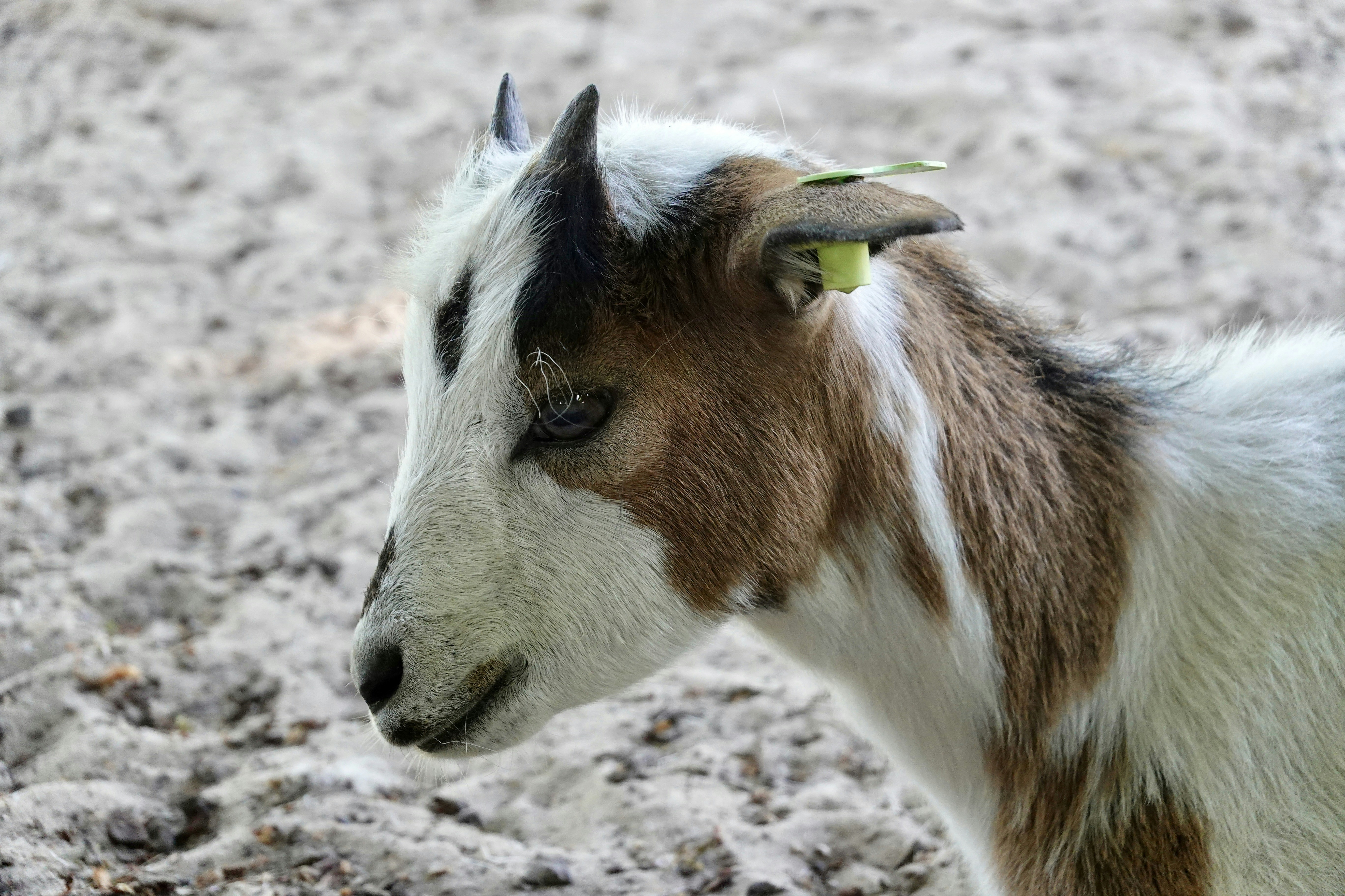 Curious Profile: A Goat-Equine Moment Amid Sandy Ground