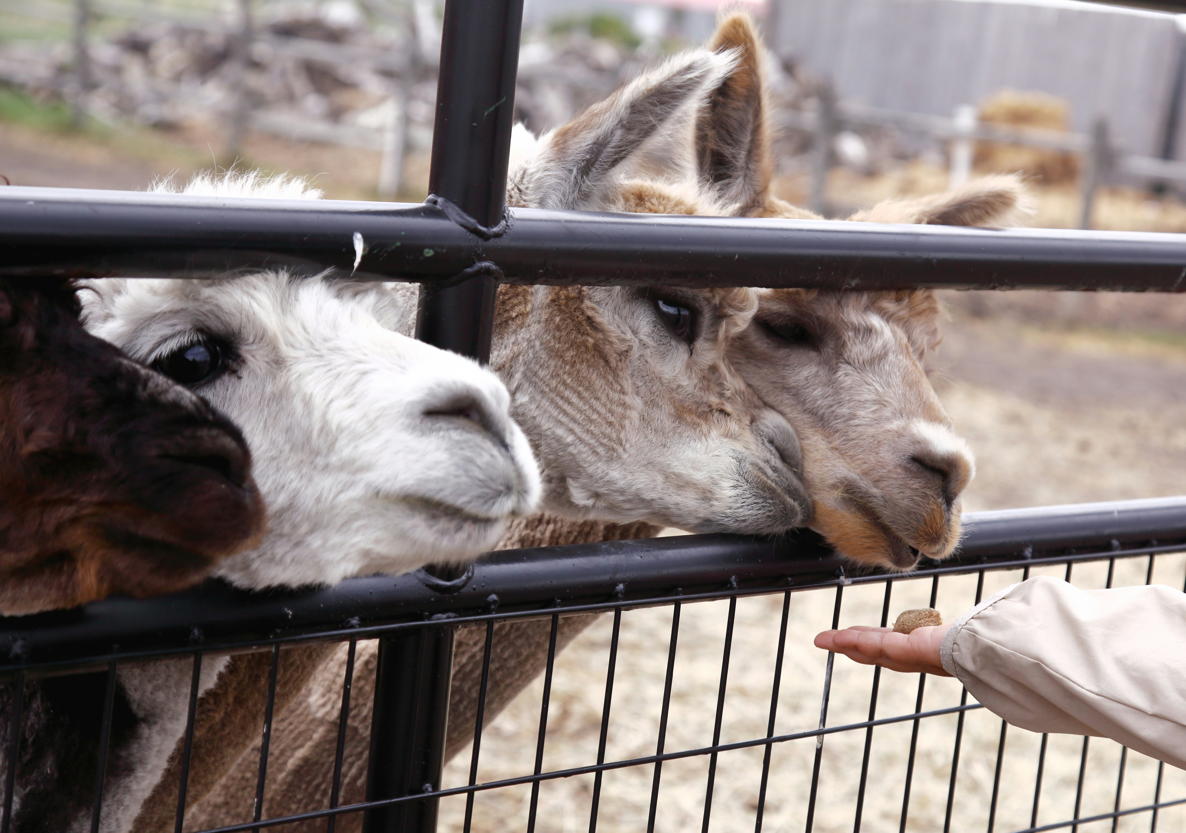 Llamas Meet a Gentle Hand Through the Fence