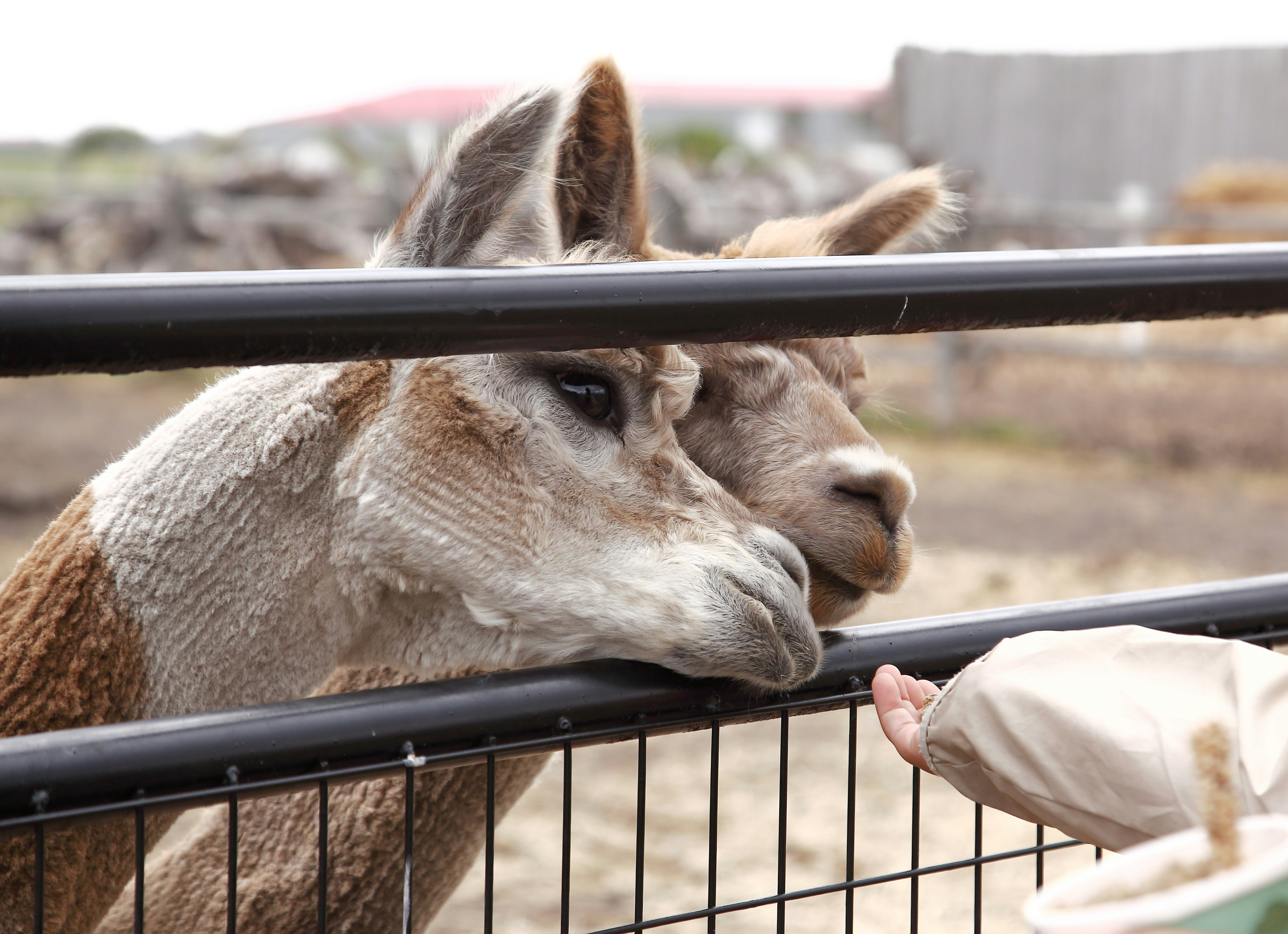 Bridge-Window Paz: Donkeys at the Fence