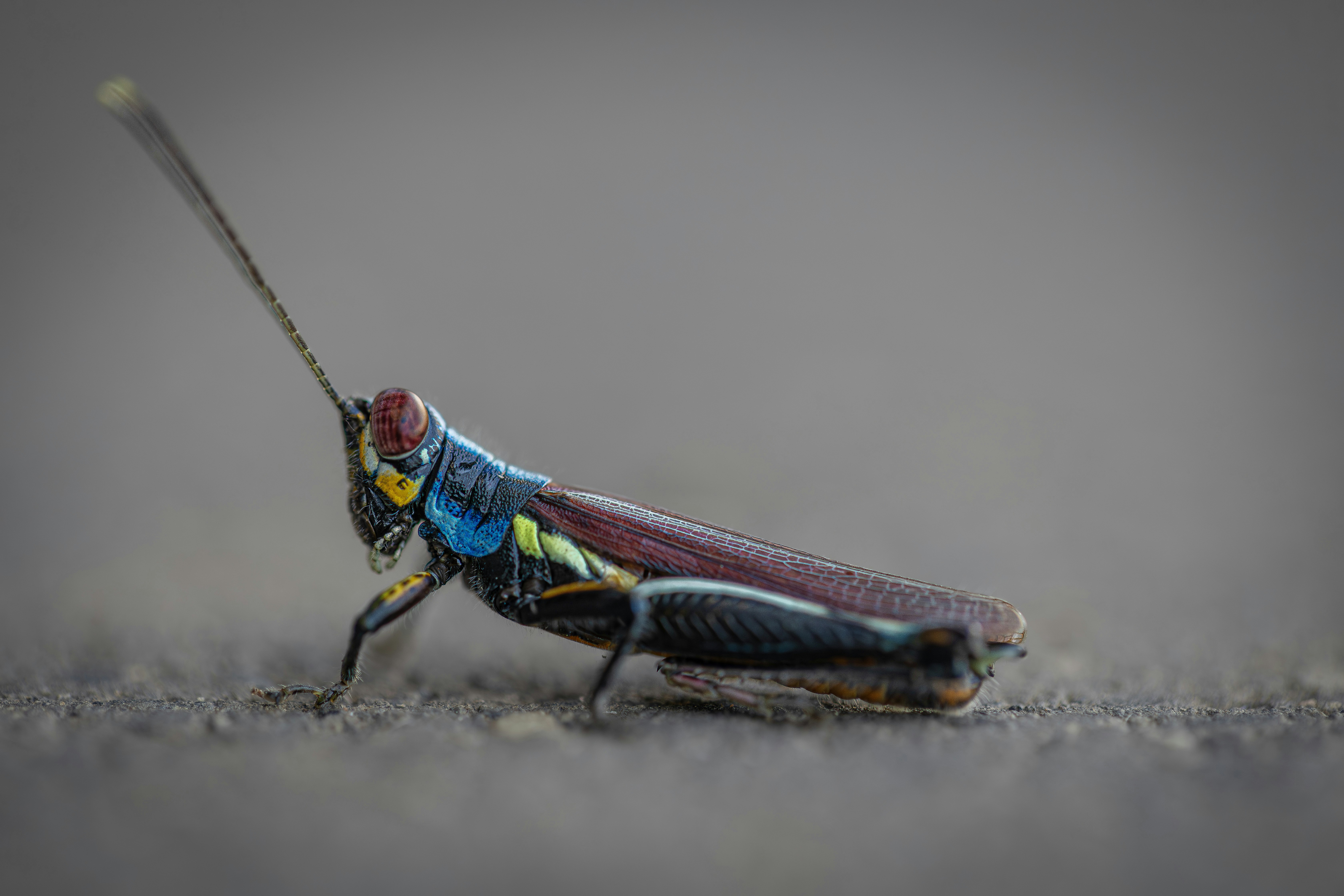 Close-up of a colorful damselfly perched on sandy ground