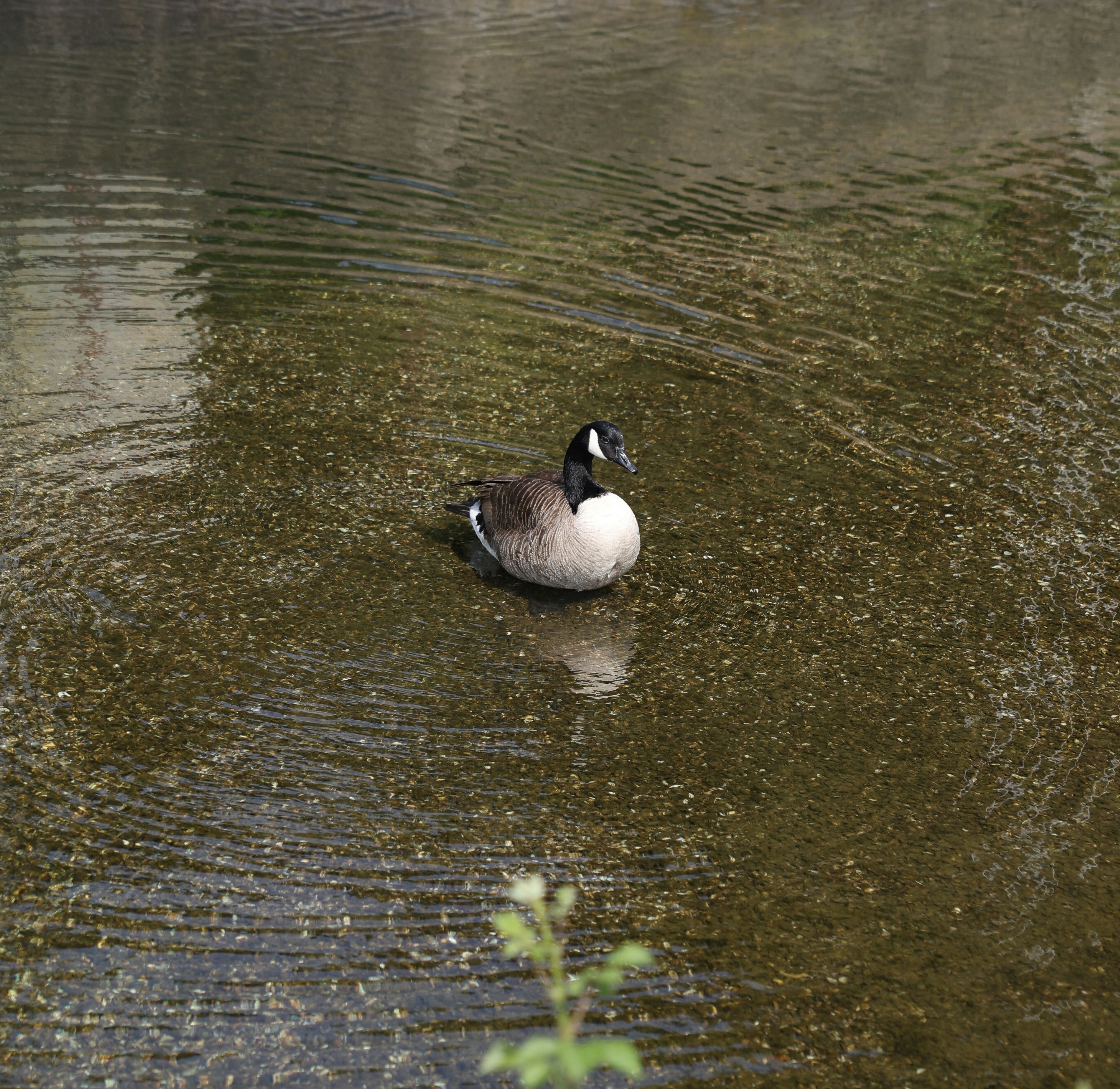 A goose swims in murky water with reflections.