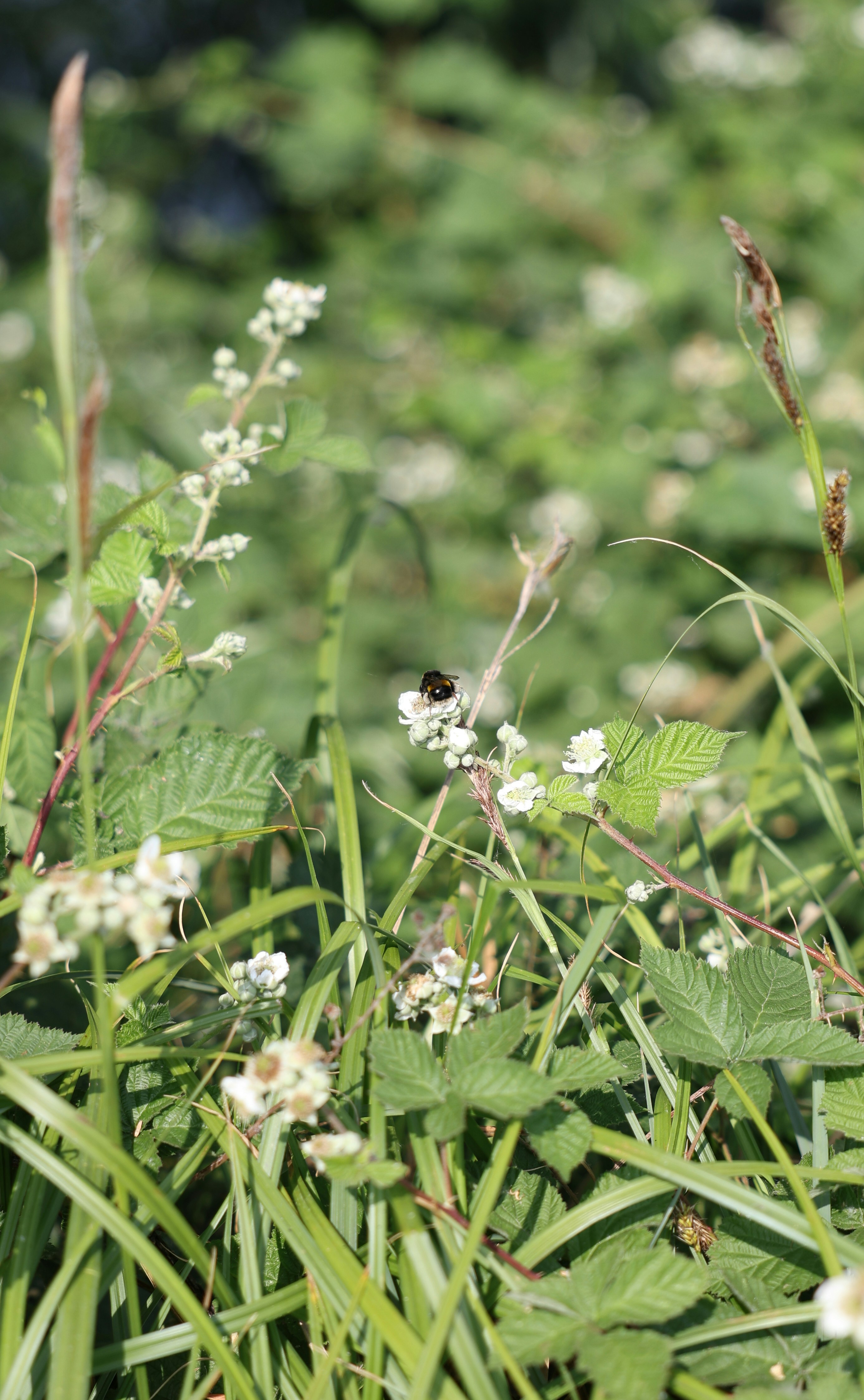 Bee on a white wildflower in a sunlit meadow