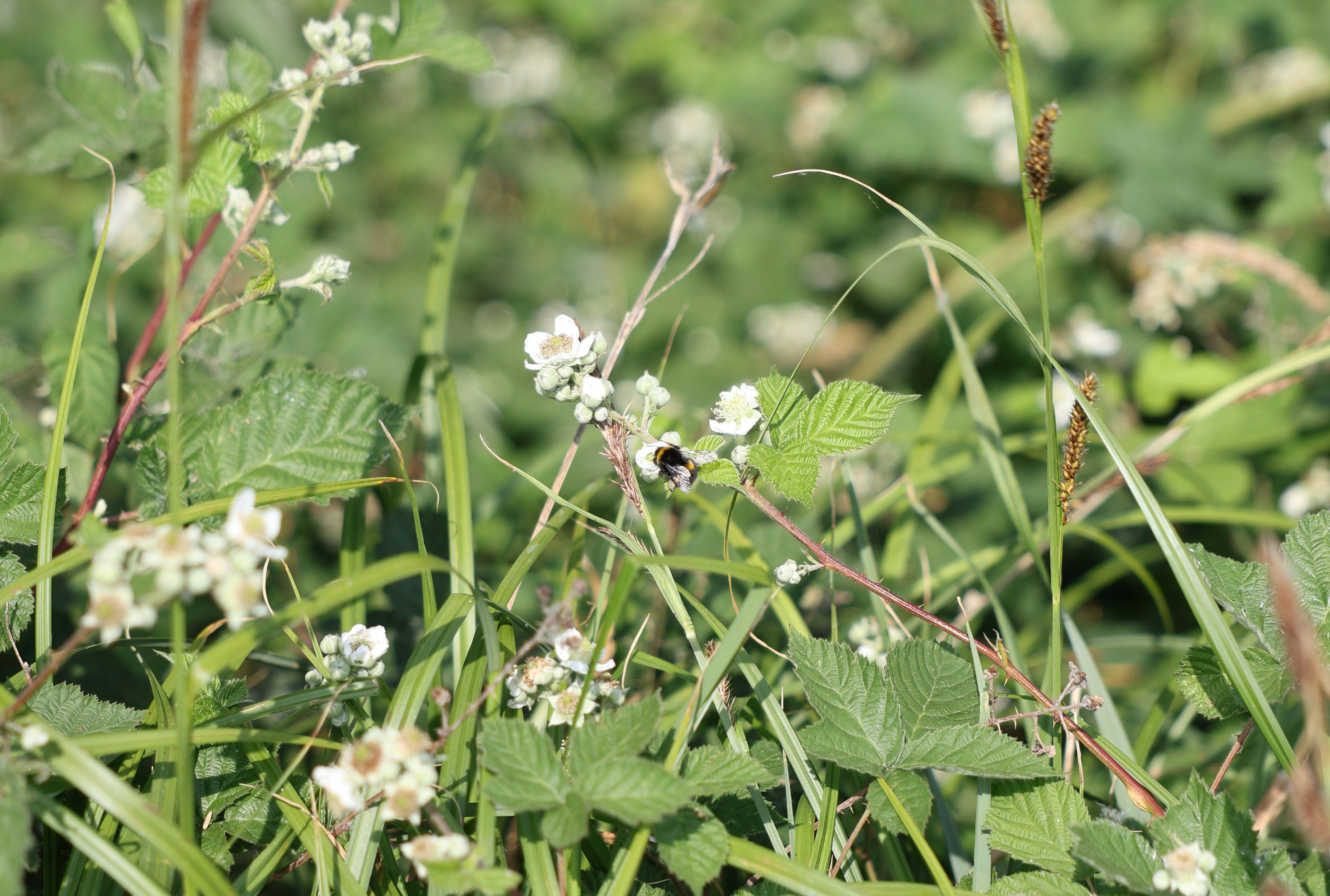 A bee among white flowers and green leaves.