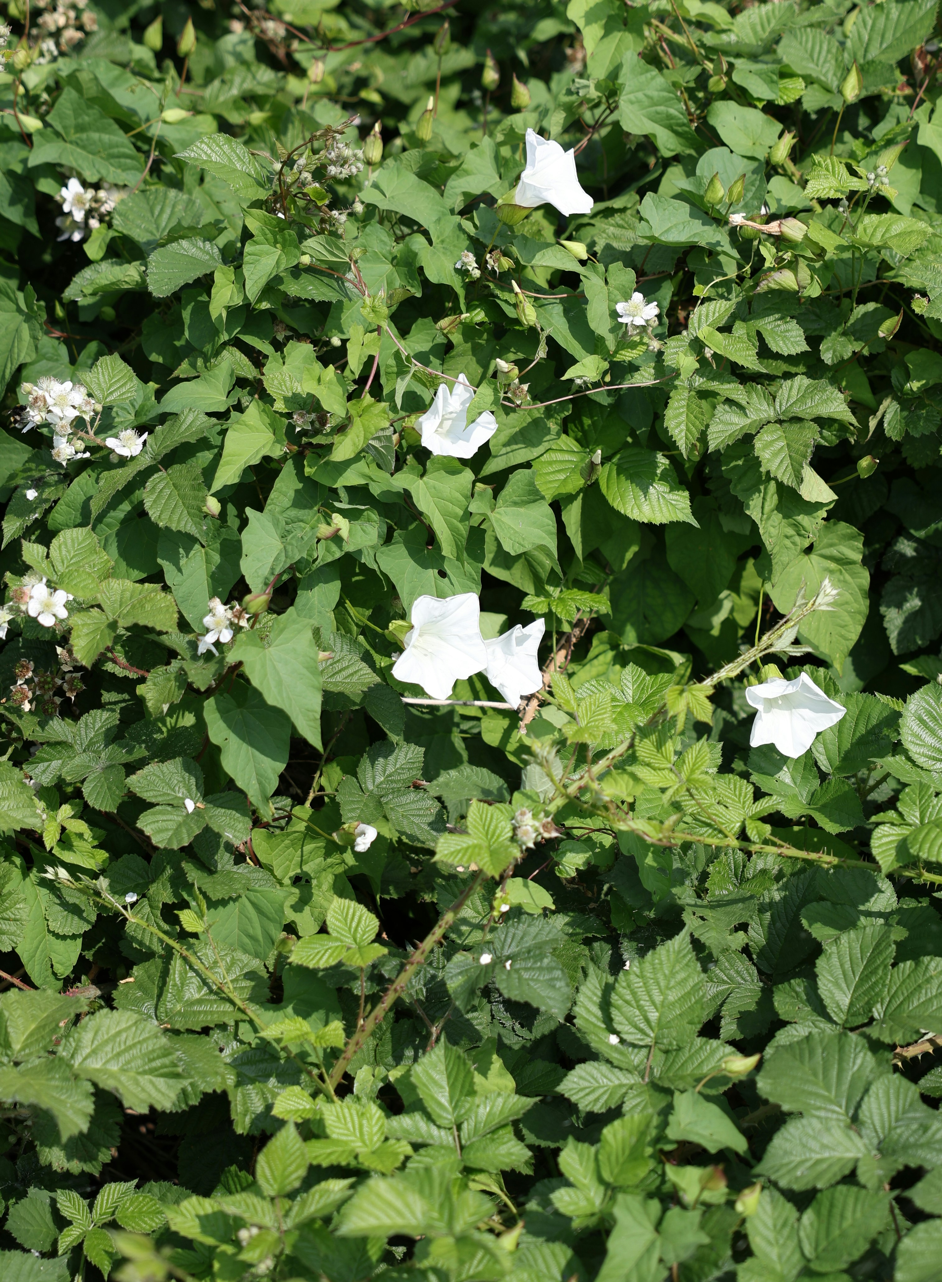 Green foliage with several white flowers blooming in sunlight.