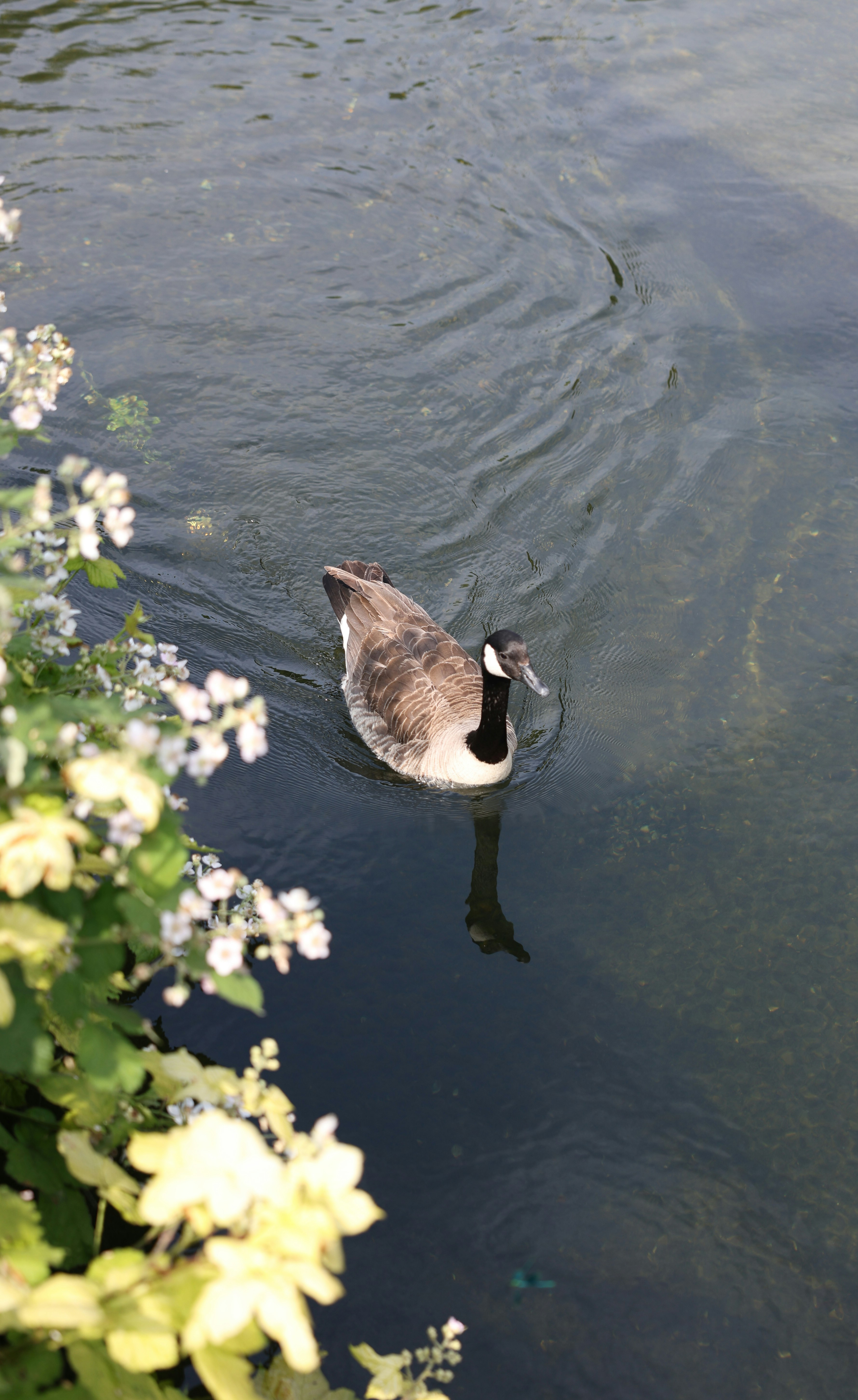 A goose swims in the water near white flowers.