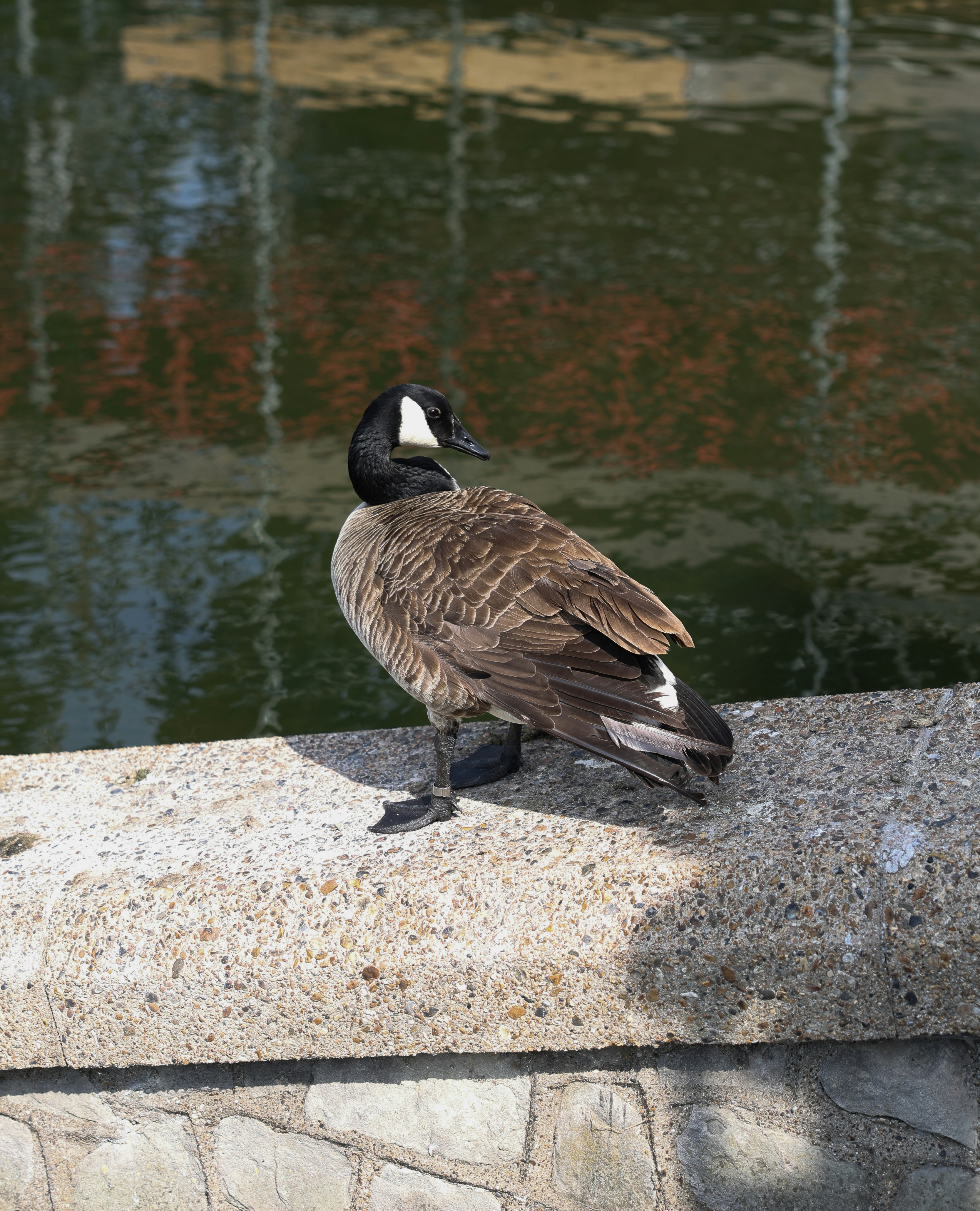 Littoral Watcher: A Canada Goose Ponders the Stone Barrier