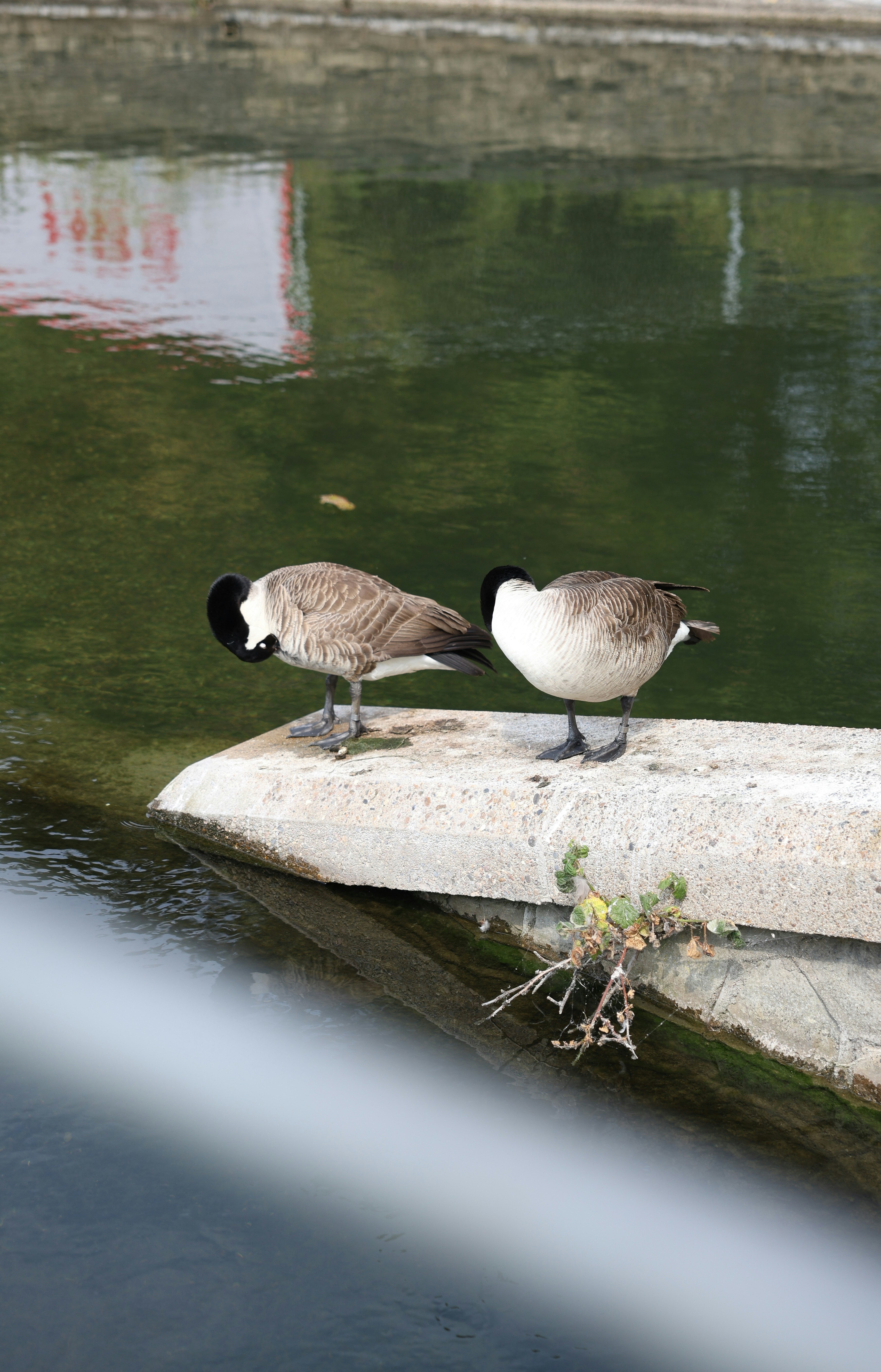 Two Canada Geese Rest on a Concrete Island Above a Quiet Pond
