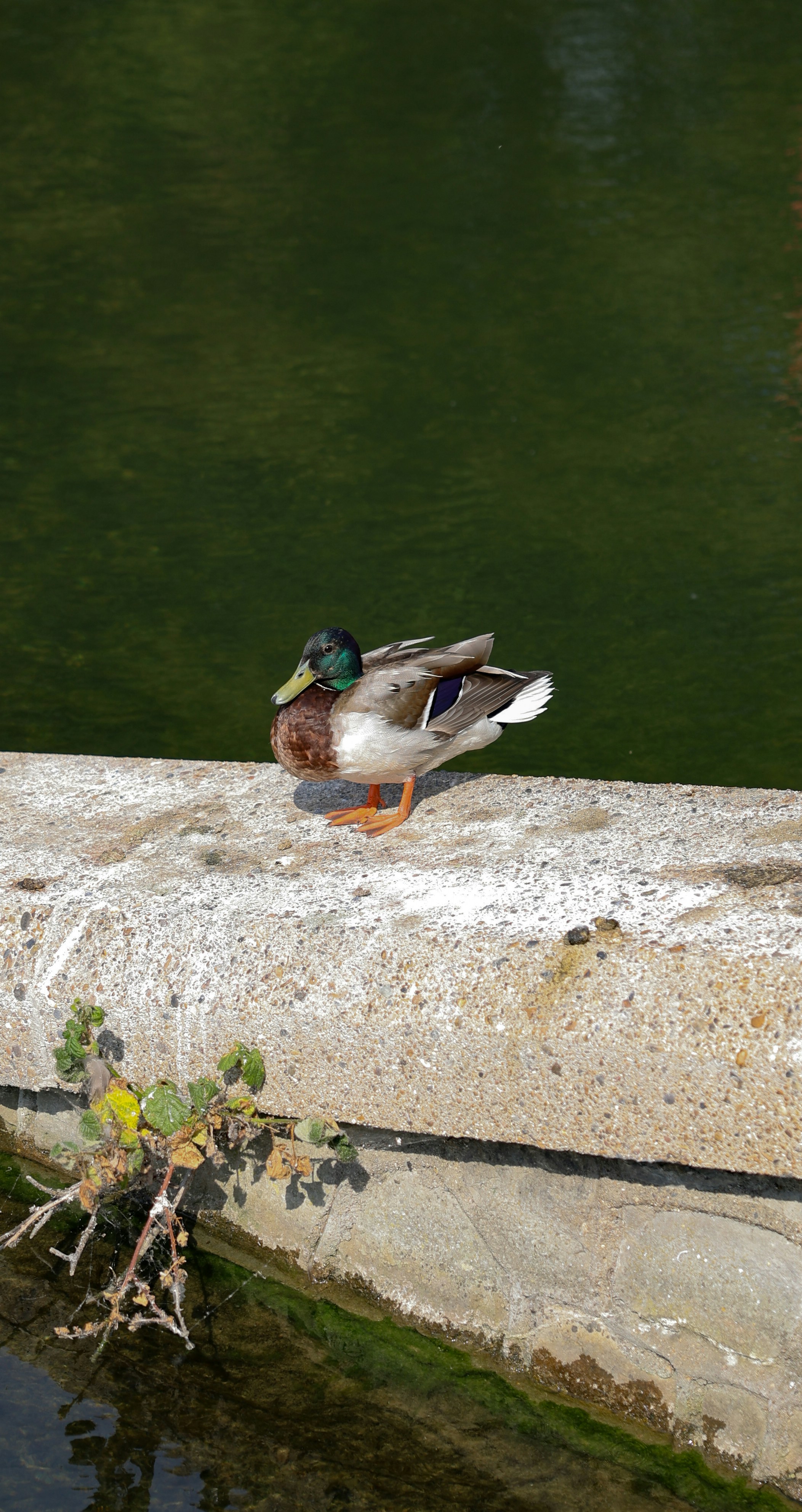Duck with green head stands on concrete next to water.