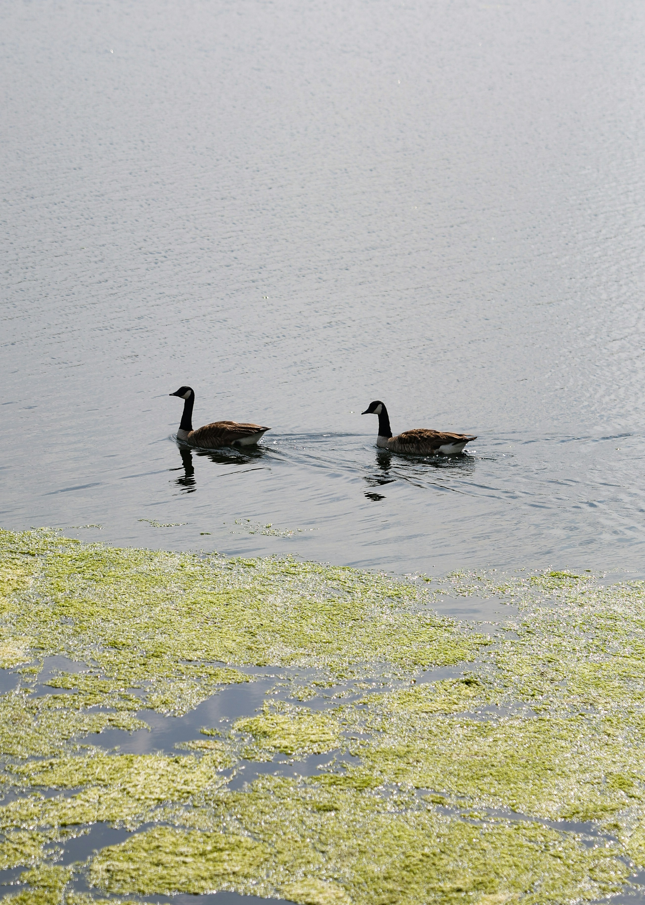 Two geese swim in water with green algae.